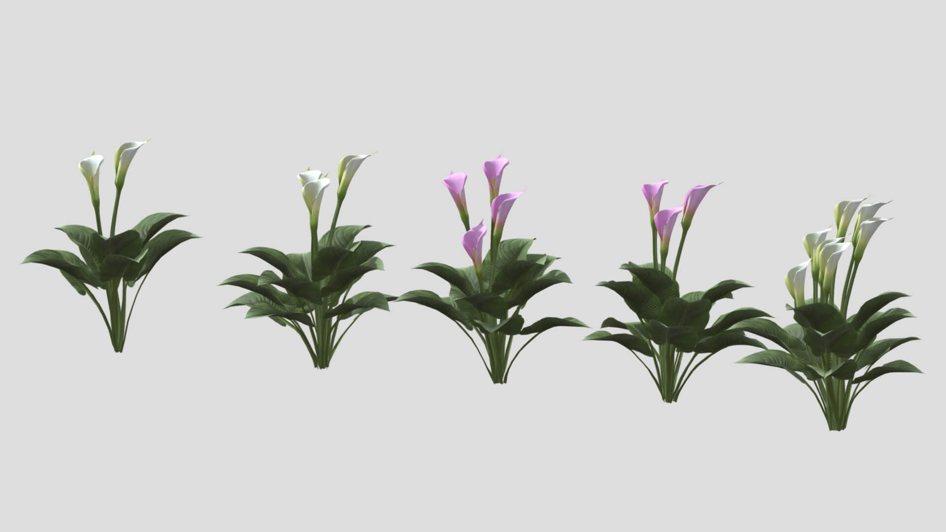 Calla Lily Flower Low Poly - 3D Model by frezzy