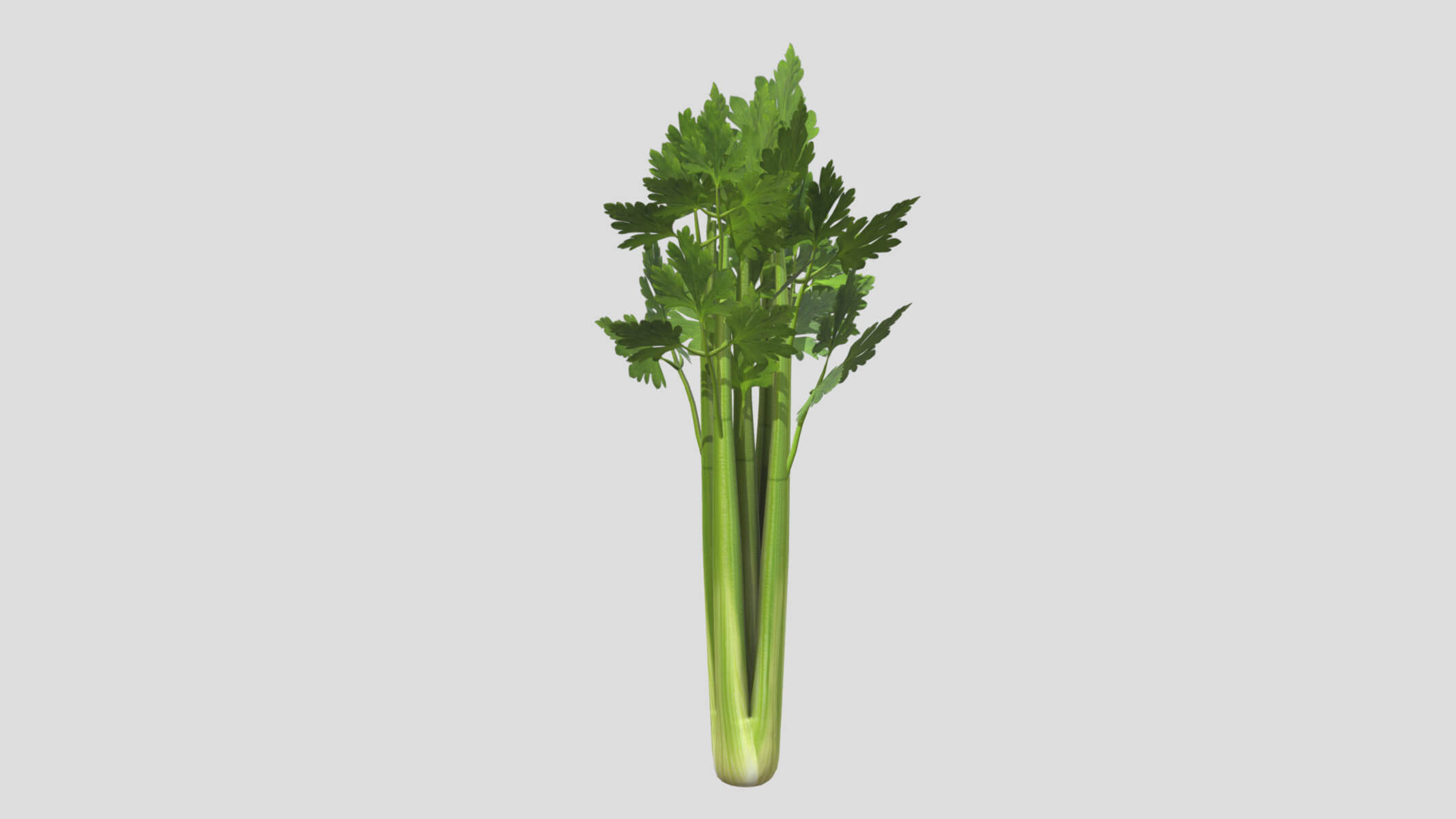 Celery Low Poly - 3D Model by frezzy