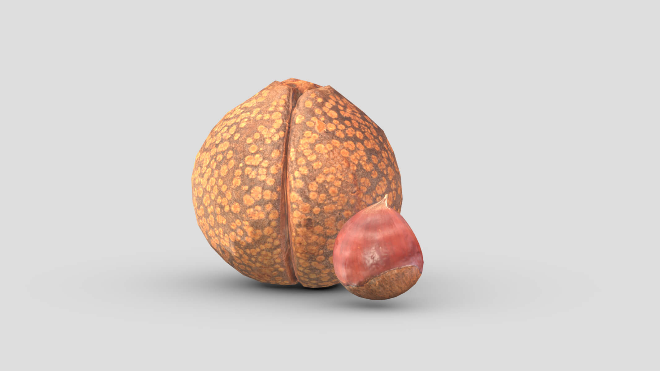 Chestnut Low Poly - 3D Model by frezzy