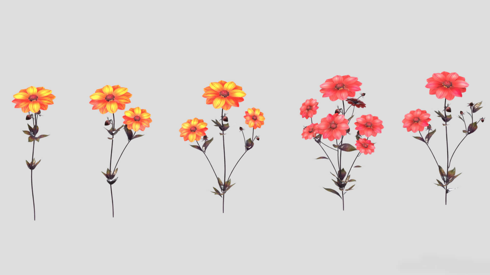 Dahlia Bishop Flower Low Poly - 3D Model by frezzy