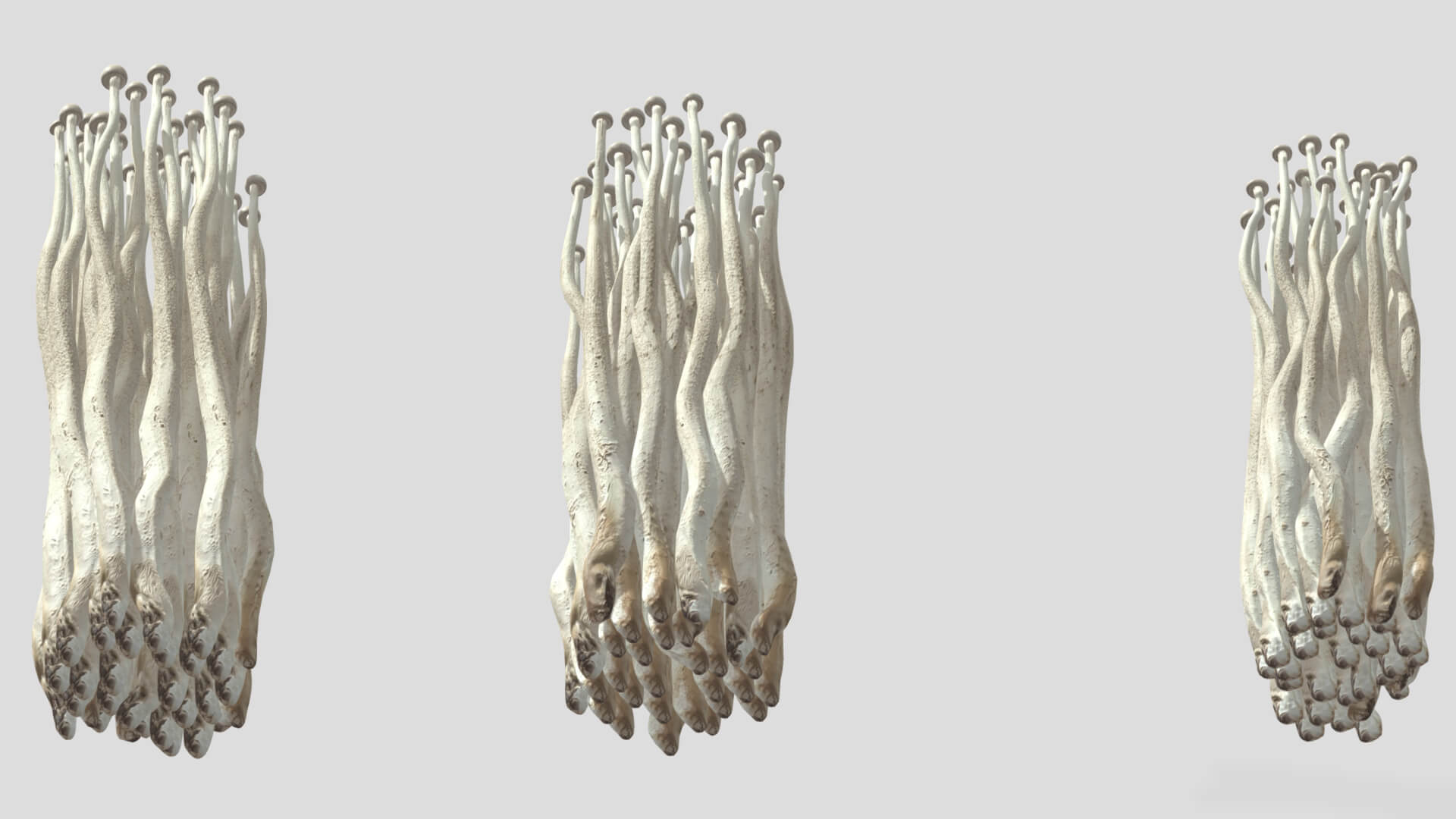 Enoki Mushroom Low Poly - 3D Model by frezzy