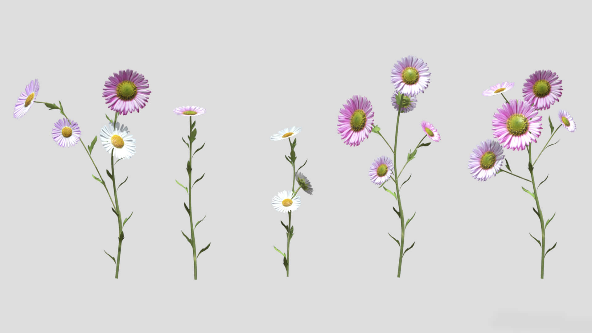 Erigeron Flower Low Poly - 3D Model by frezzy
