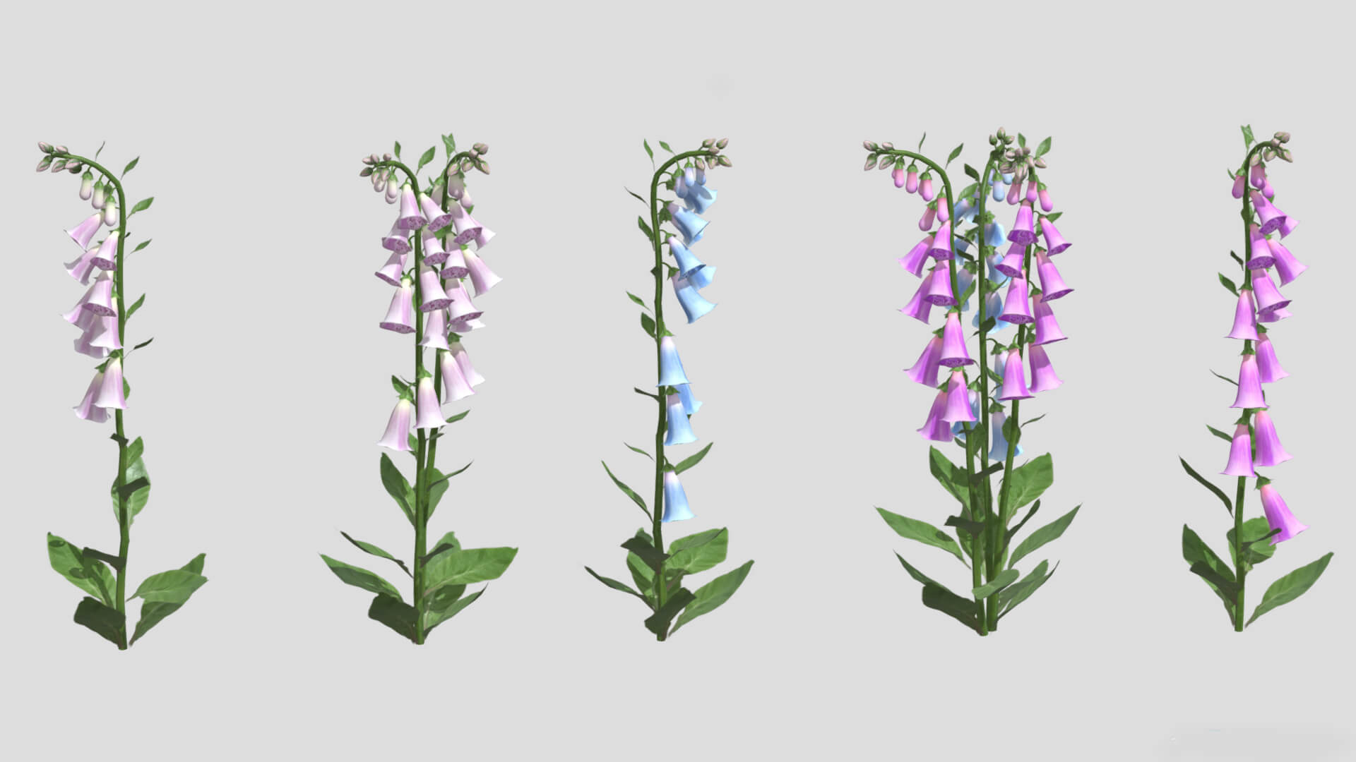 Foxglove Flower Low Poly - 3D Model by frezzy