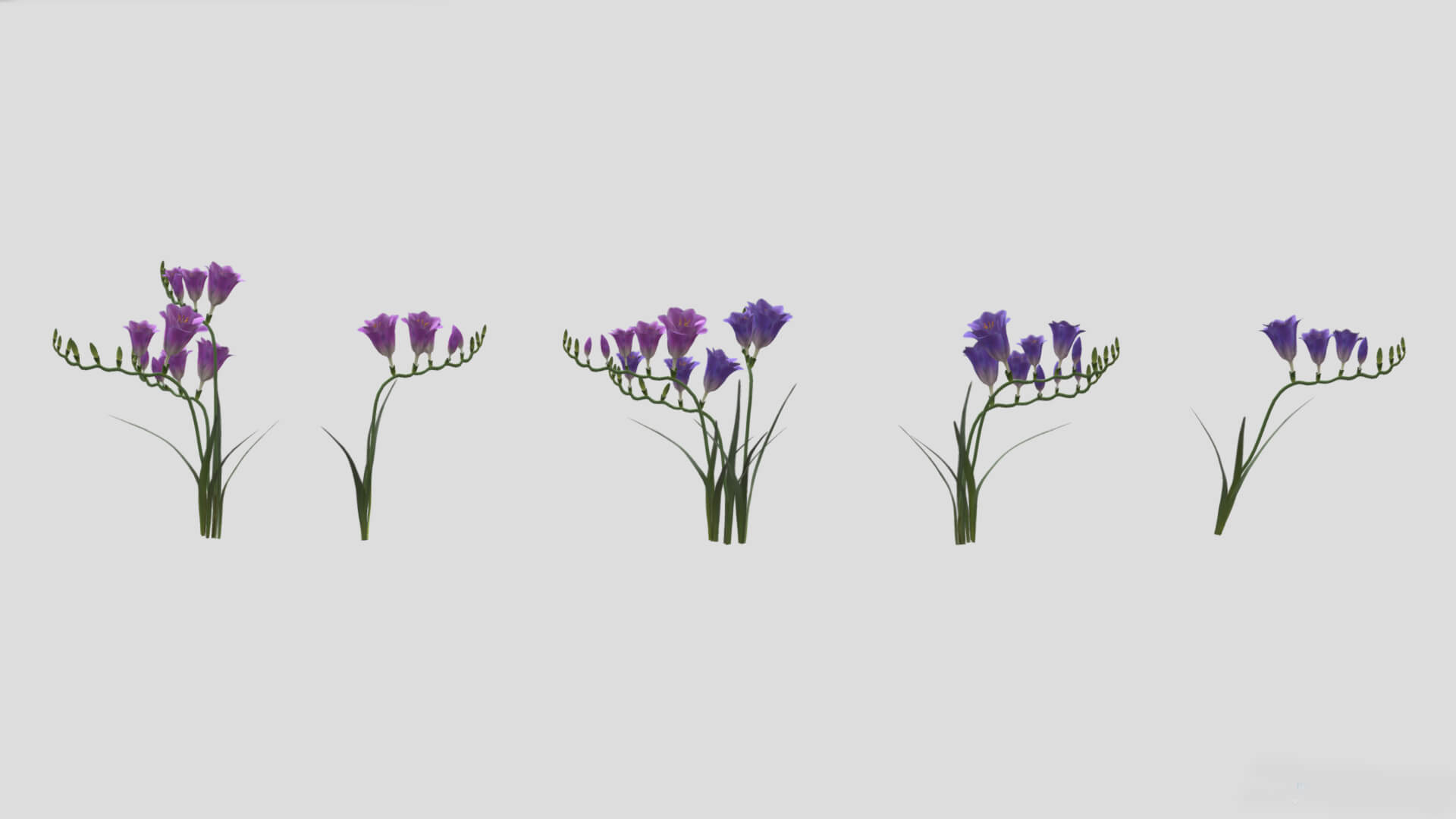 Freesia Flower Low Poly - 3D Model by frezzy