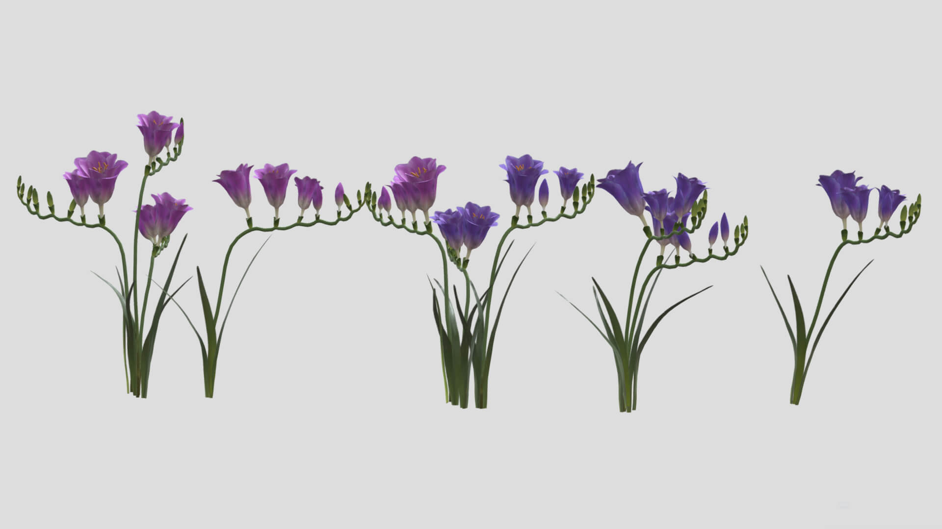 Freesia Flower Low Poly - 3D Model by frezzy
