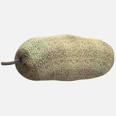 Fruit Artocarpus Integer Low Poly - 3D Model by frezzy