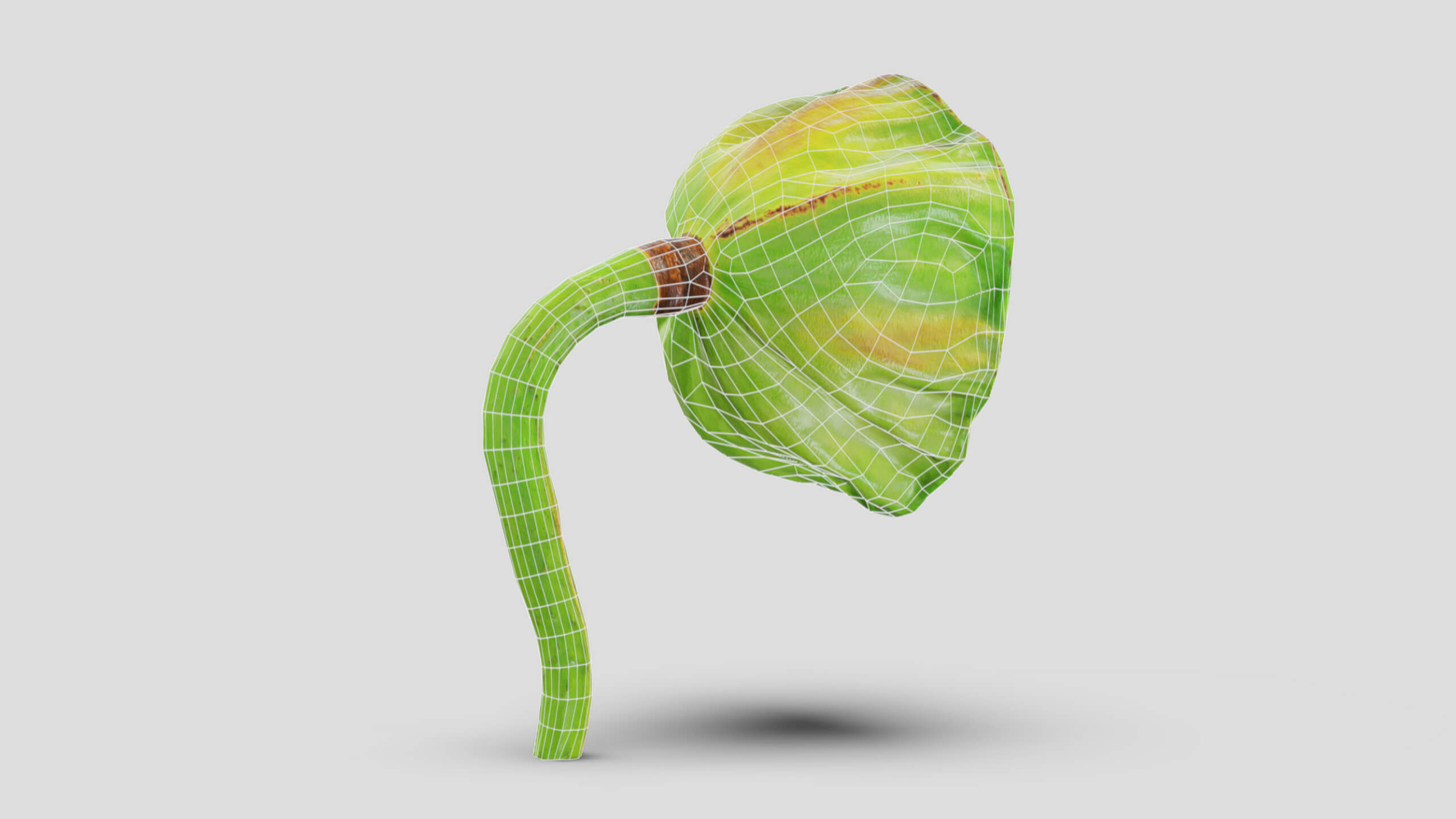 Fruit Lotus Low Poly - 3D Model by frezzy