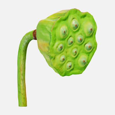 Fruit Lotus Low Poly - 3D Model by frezzy