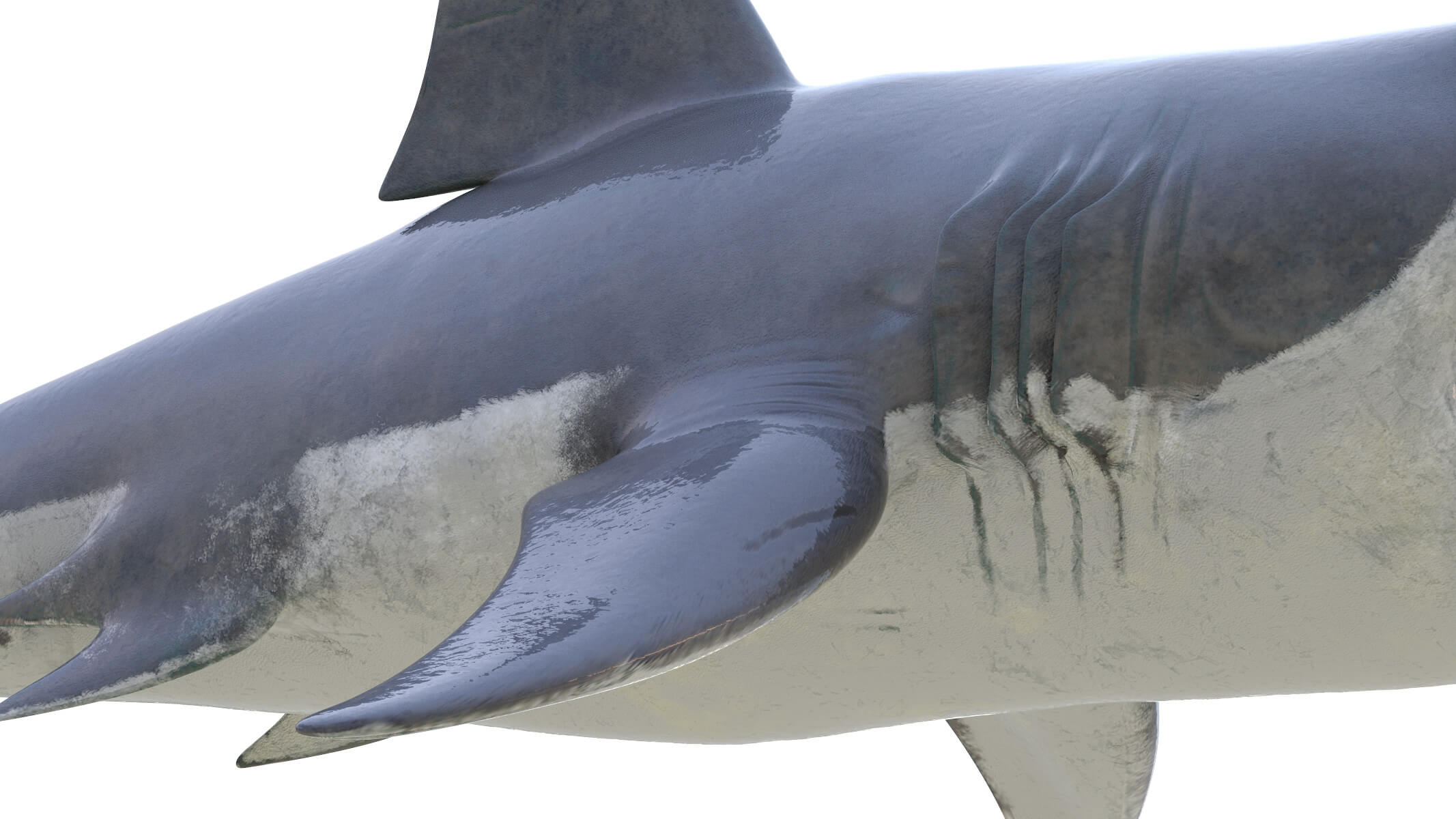 Great White Shark - 3D Model by frezzy