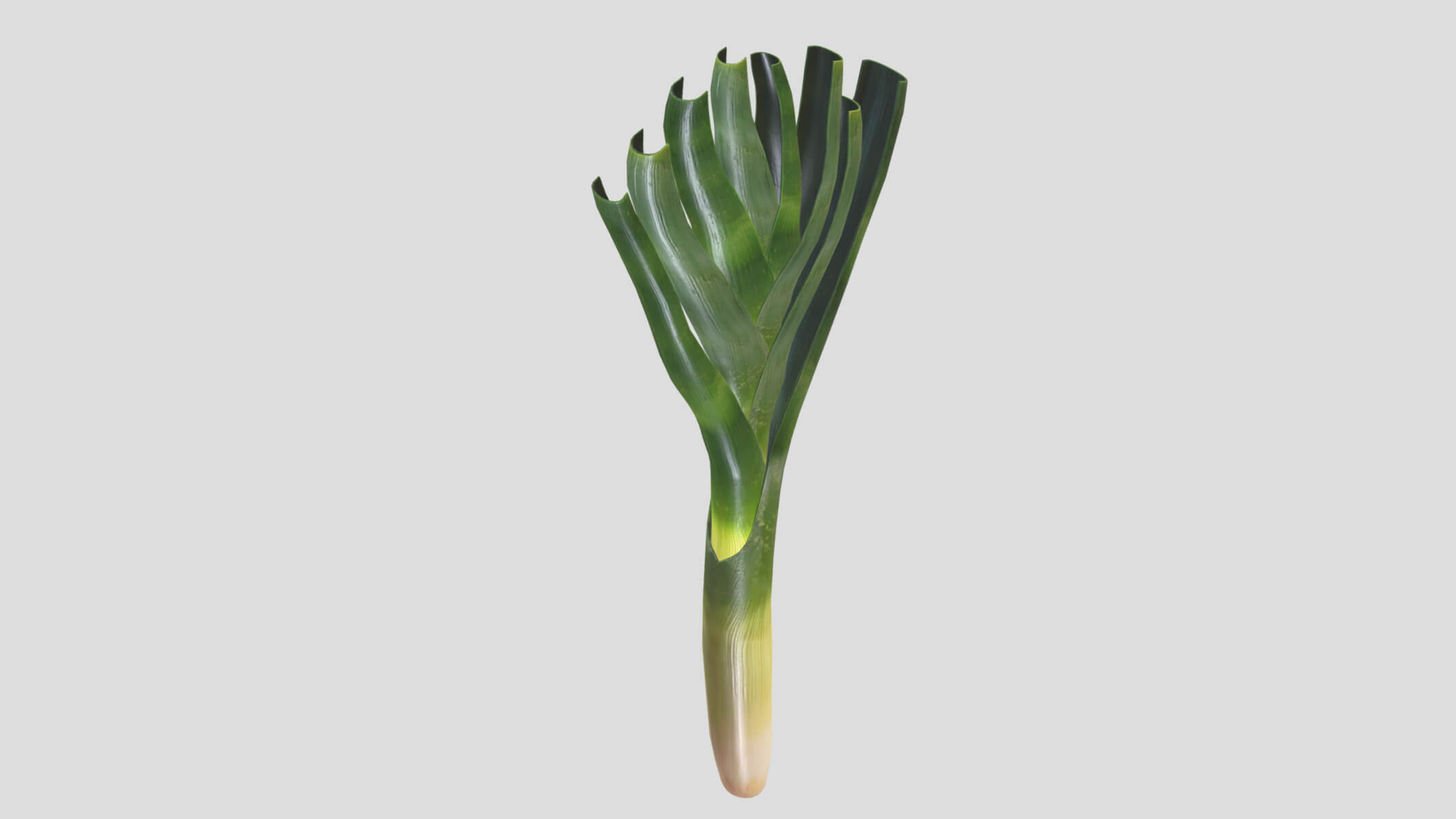 Leek Low Poly - 3D Model by frezzy