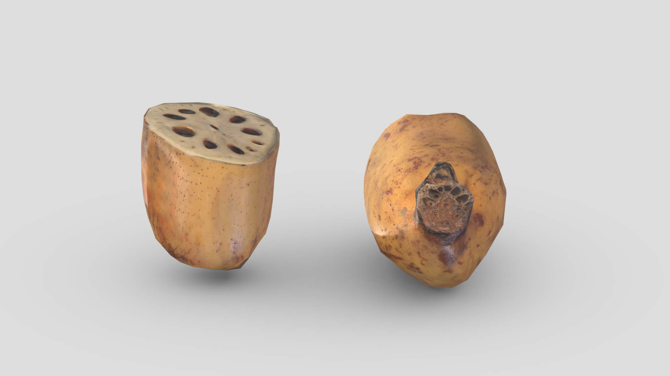 Lotus Root Low Poly - 3D Model by frezzy
