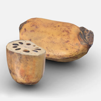 Lotus Root Low Poly - 3D Model by frezzy