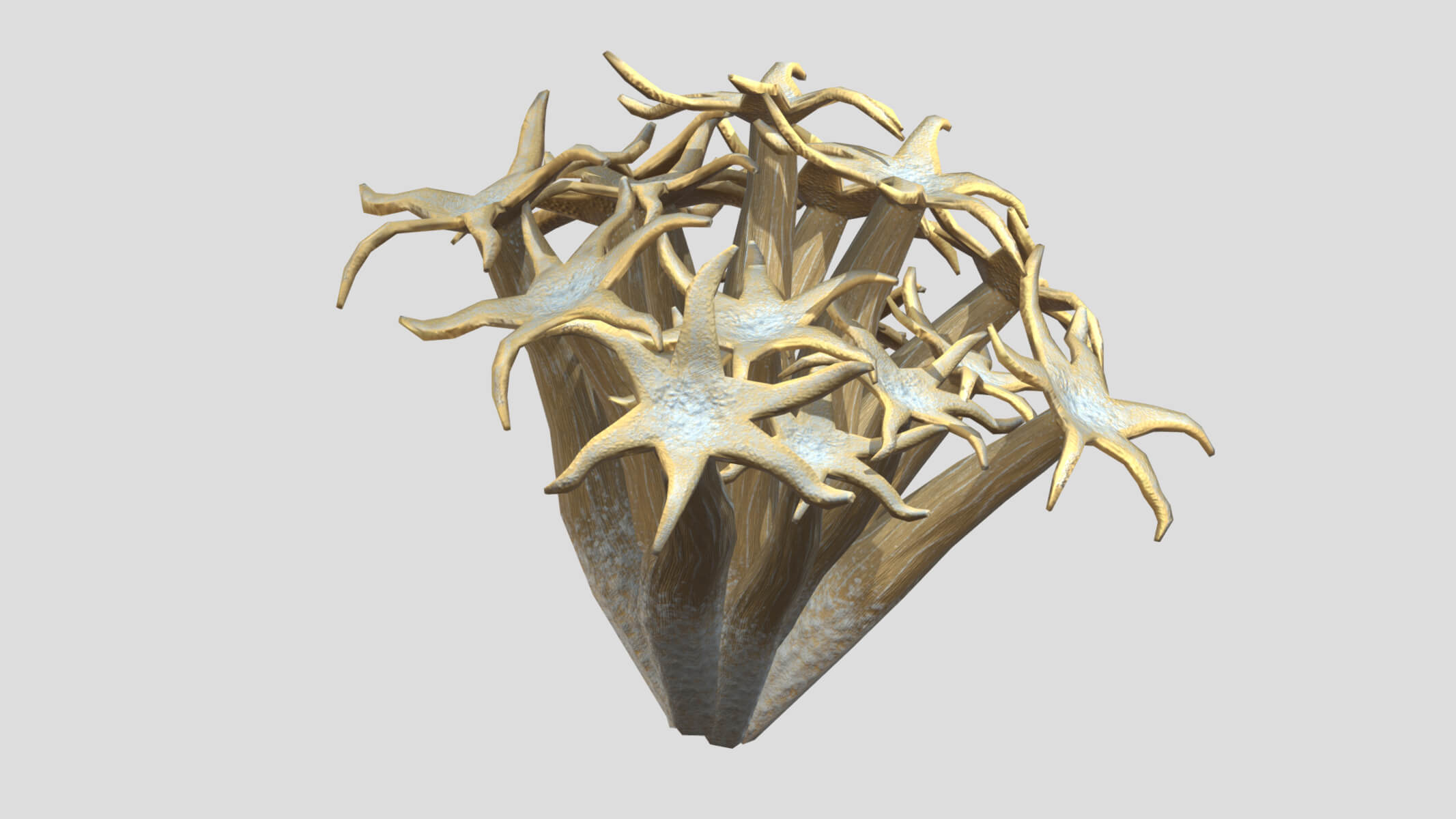 Organ Pipe Coral Low Poly - 3D Model by frezzy