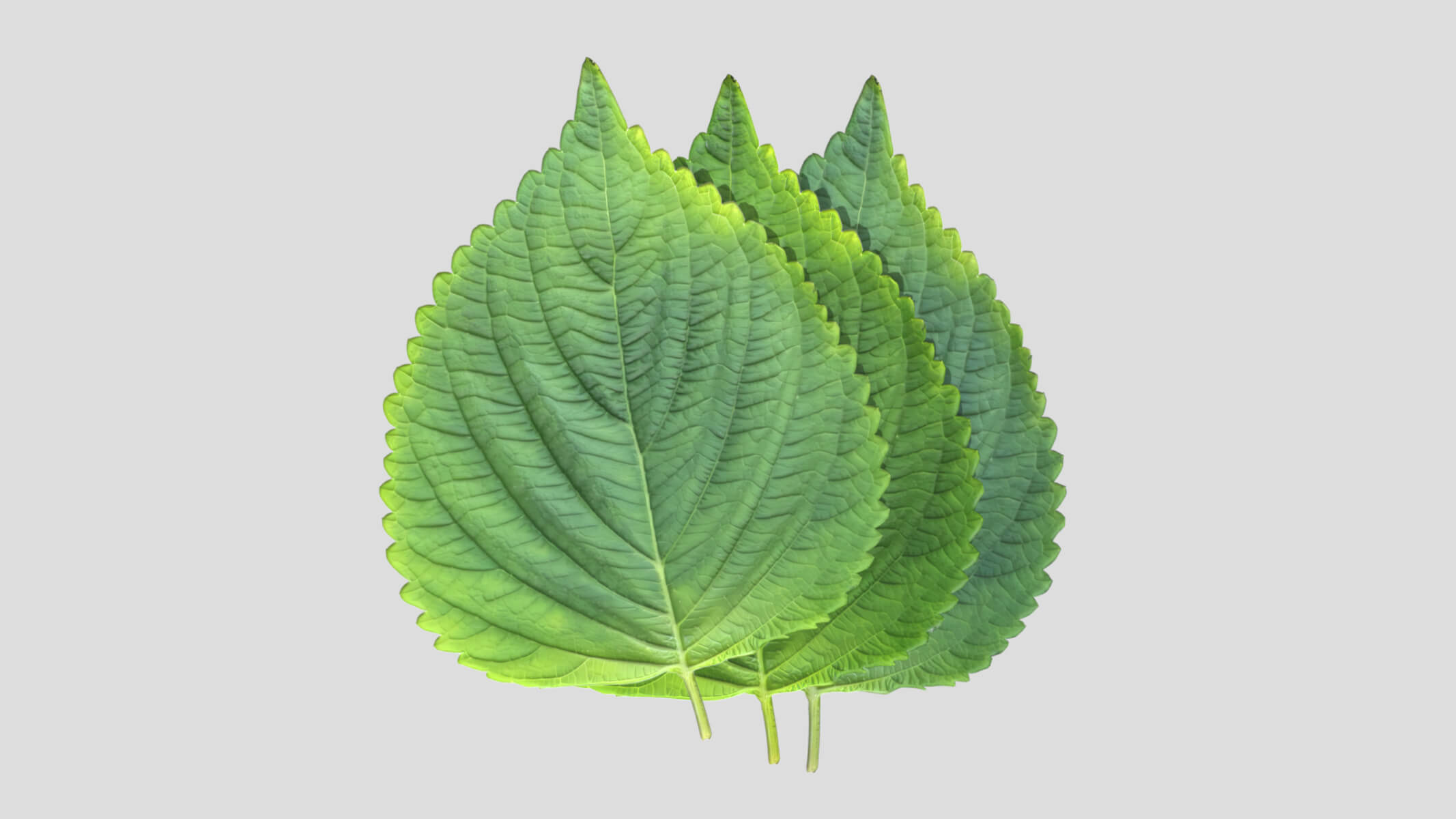 Perilla Low Poly - 3D Model by frezzy