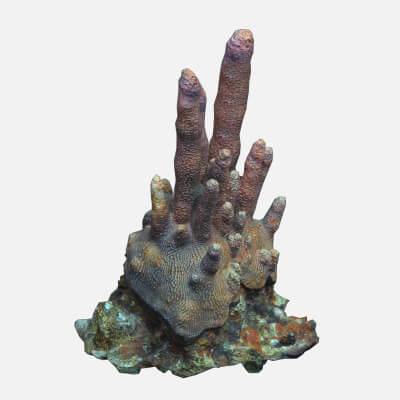 Pillar Coral Low Poly - 3D Model by frezzy