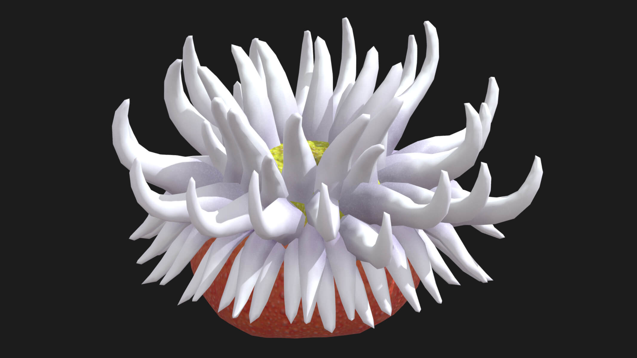 Sea Anemones and Corals ( Anthozoa ) Low Poly - 3D Model by frezzy