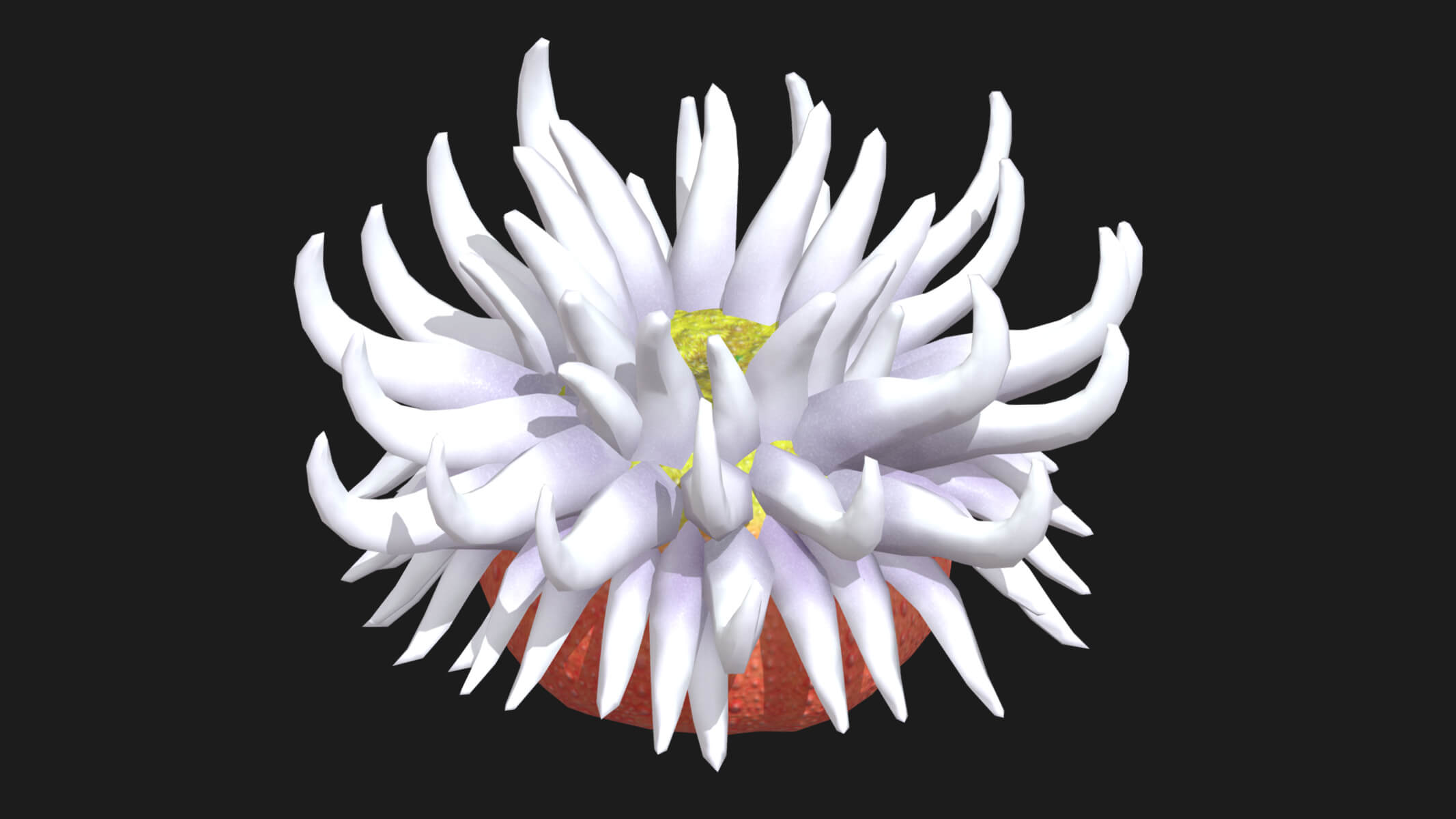 Sea Anemones and Corals ( Anthozoa ) Low Poly - 3D Model by frezzy