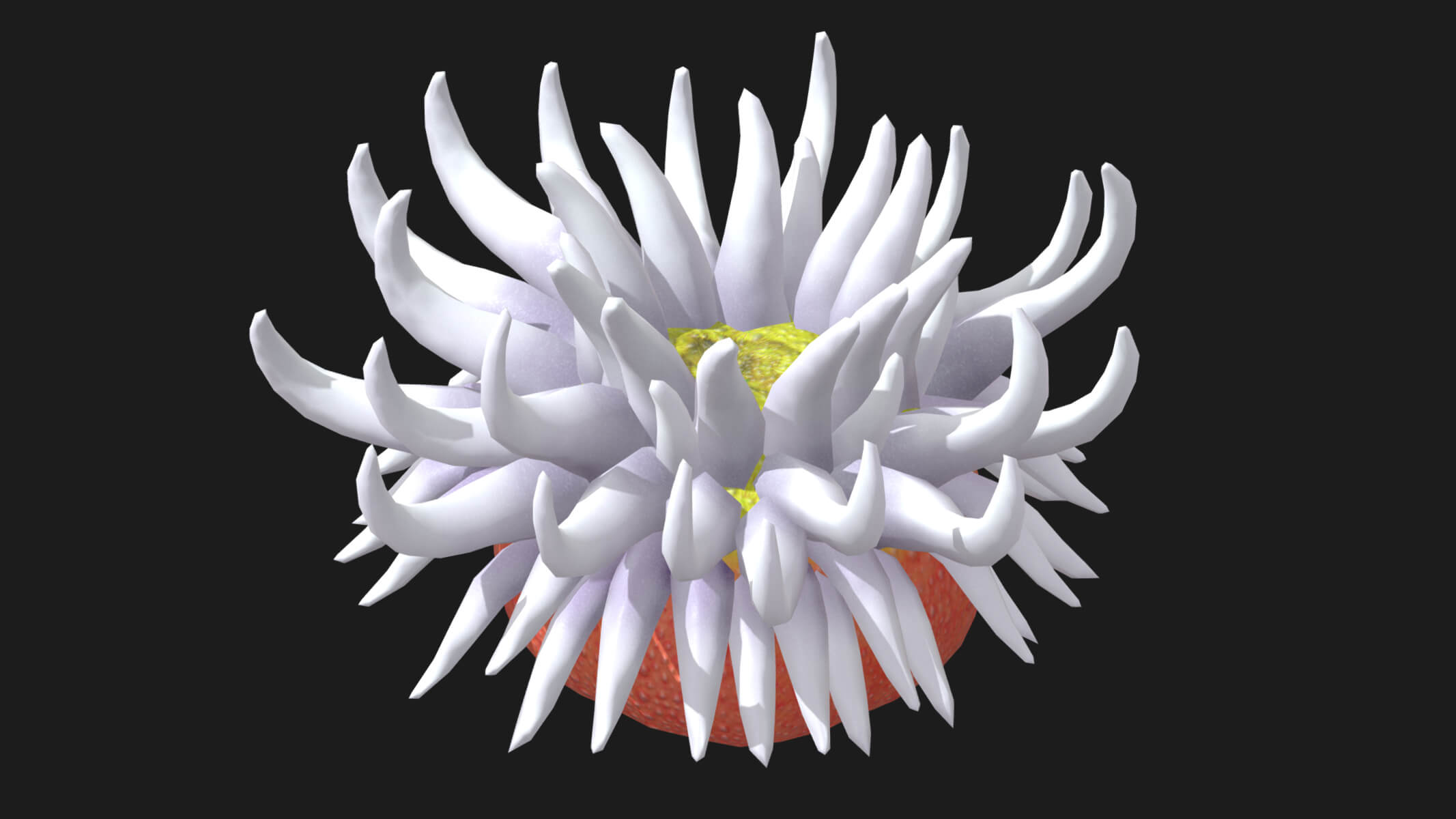 Sea Anemones and Corals ( Anthozoa ) Low Poly - 3D Model by frezzy