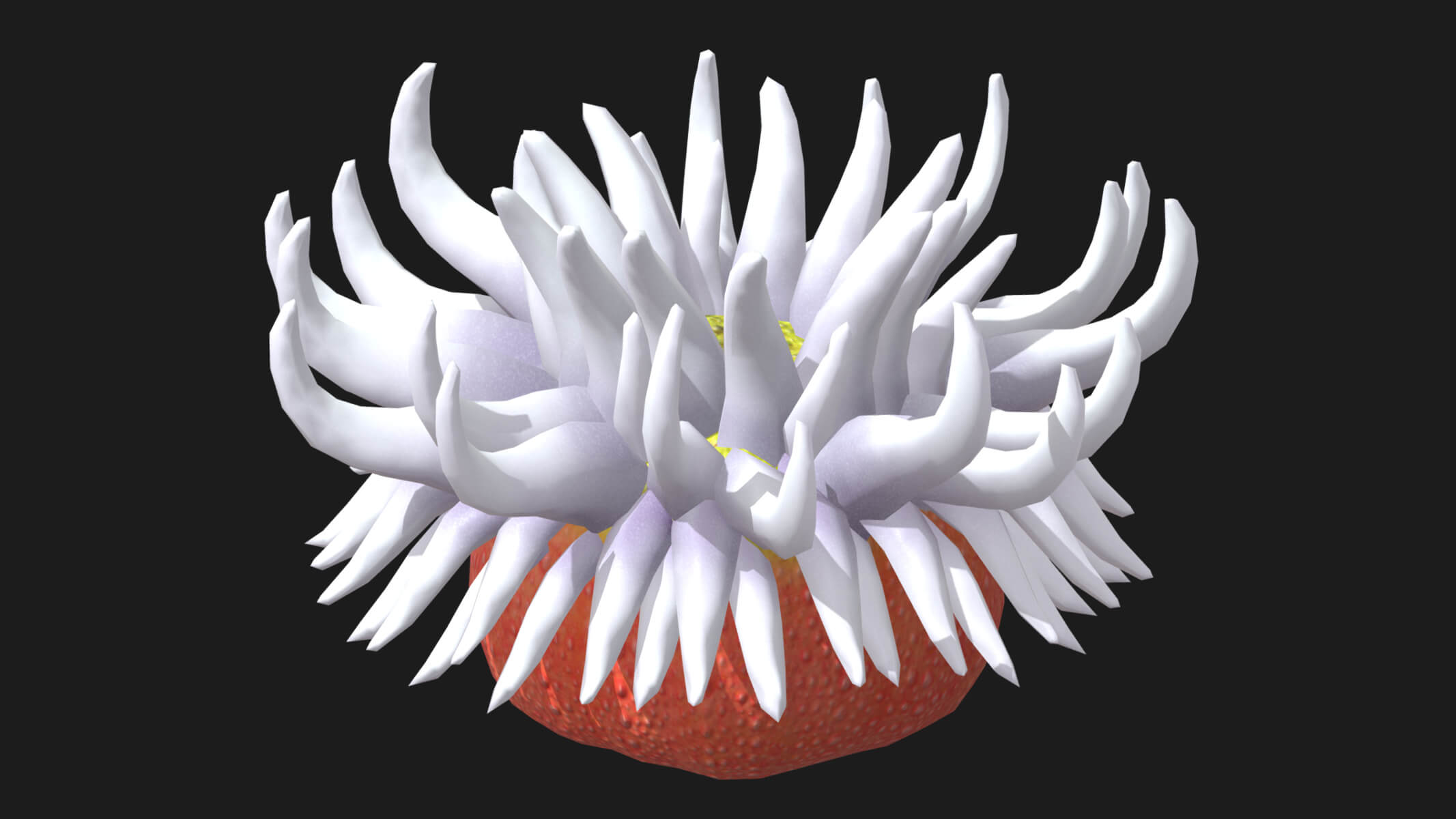 Sea Anemones and Corals ( Anthozoa ) Low Poly - 3D Model by frezzy