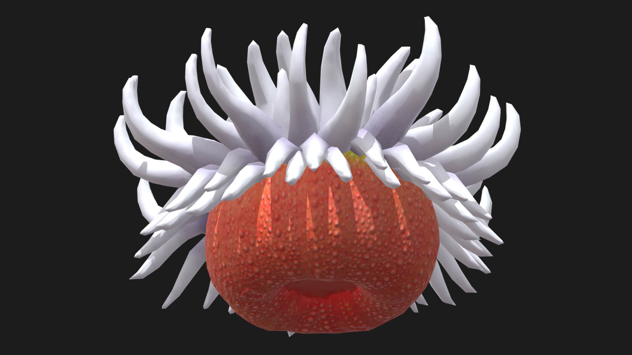 Sea Anemones and Corals ( Anthozoa ) Low Poly - 3D Model by frezzy