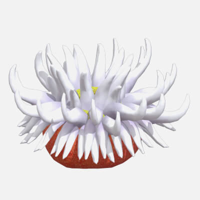 Sea Anemones and Corals ( Anthozoa ) Low Poly - 3D Model by frezzy