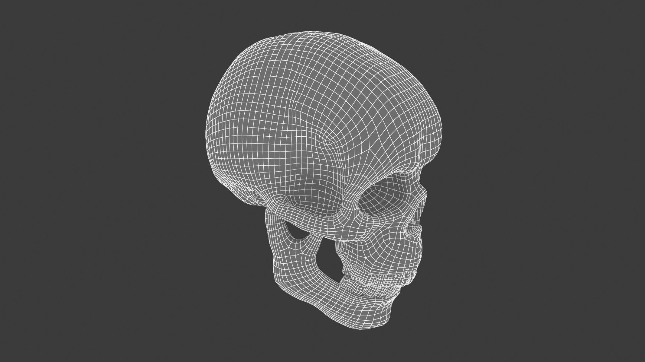 Skull - 3D Model by frezzy