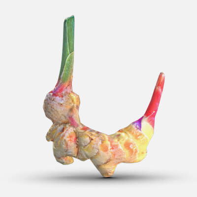 Turmeric Low Poly - 3D Model by frezzy