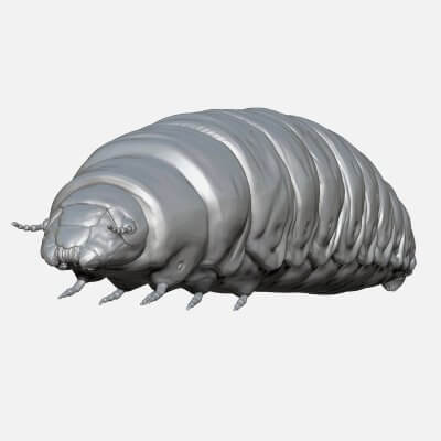 3D Models | Insects | RenderHub