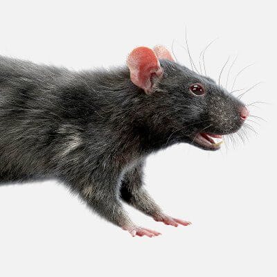 Rat Fur Black - 3D Model by Furok