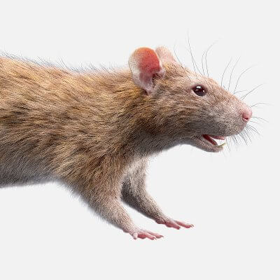 Rat Fur Brown - 3D Model by Furok
