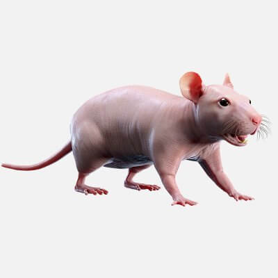 Mid Poly Models | Animals | Rats | RenderHub