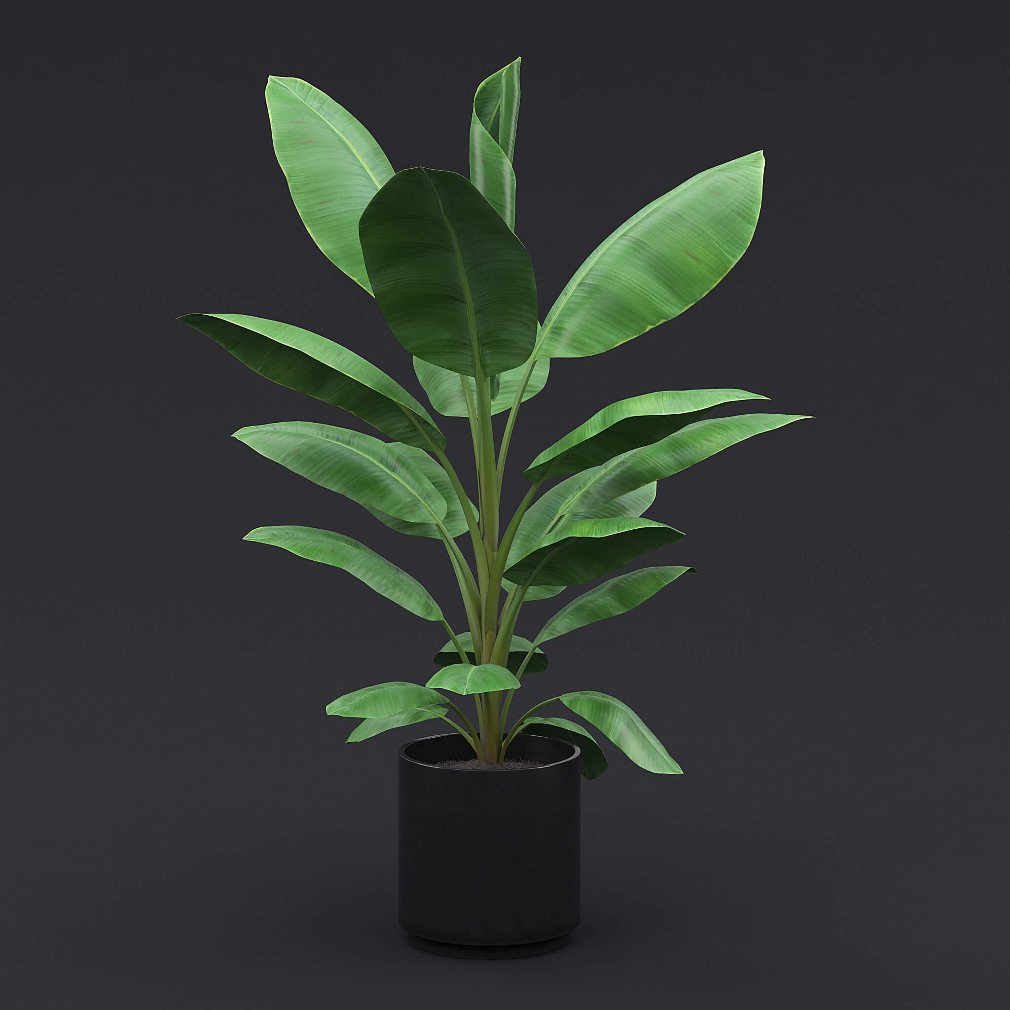 Cavendish Banana Plant I - 3D Model by fusemesh