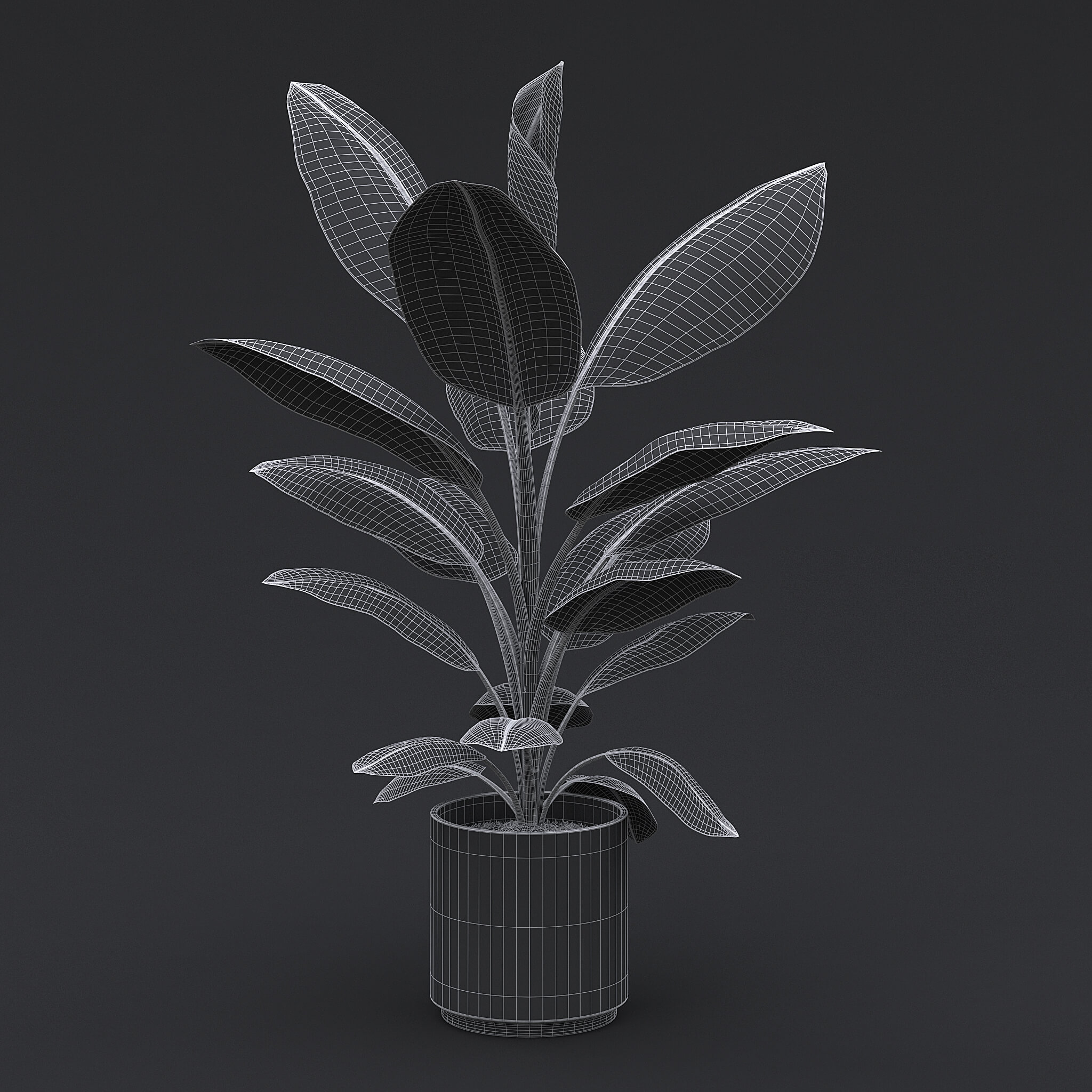 Cavendish Banana Plant I - 3D Model by fusemesh