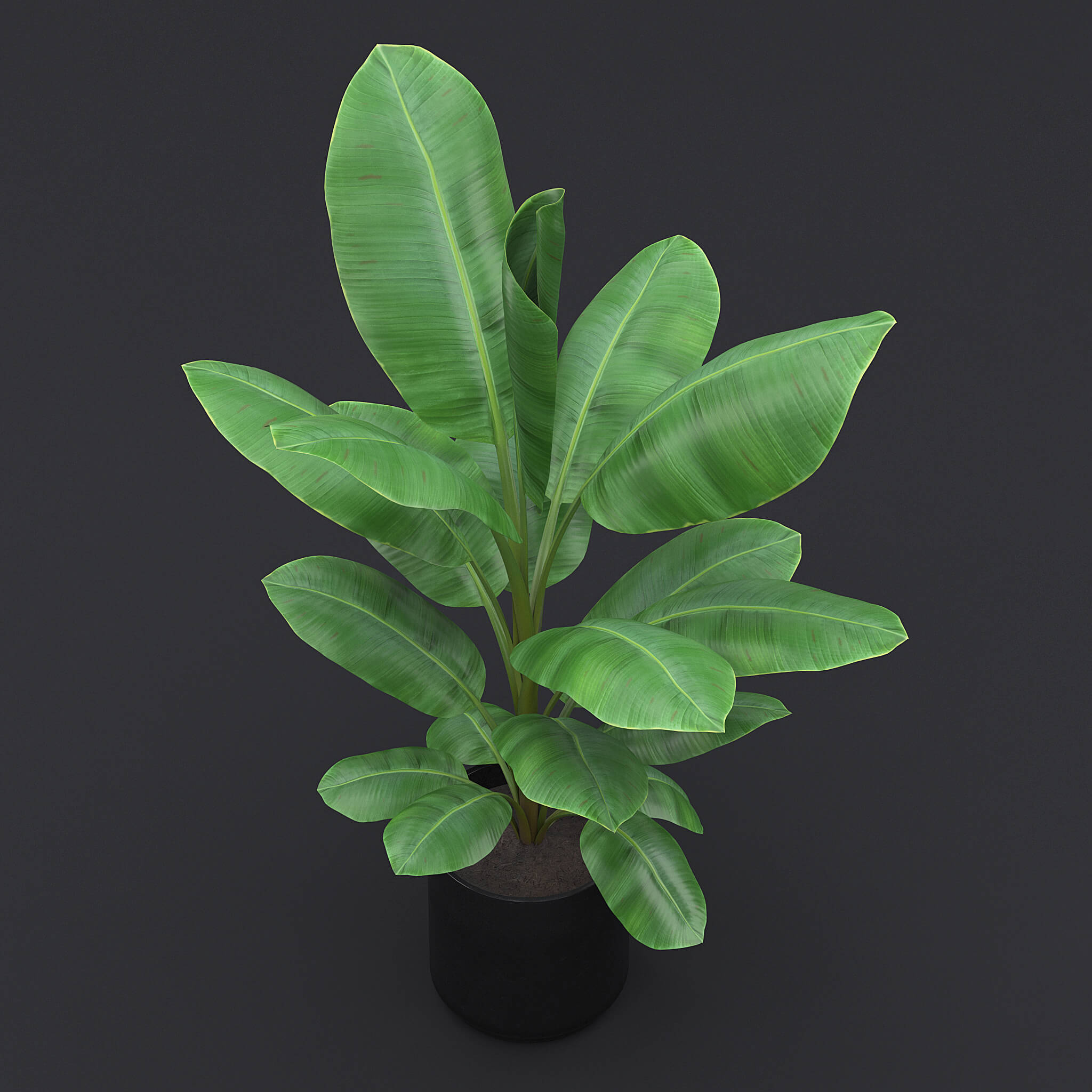 Cavendish Banana Plant I - 3D Model by fusemesh