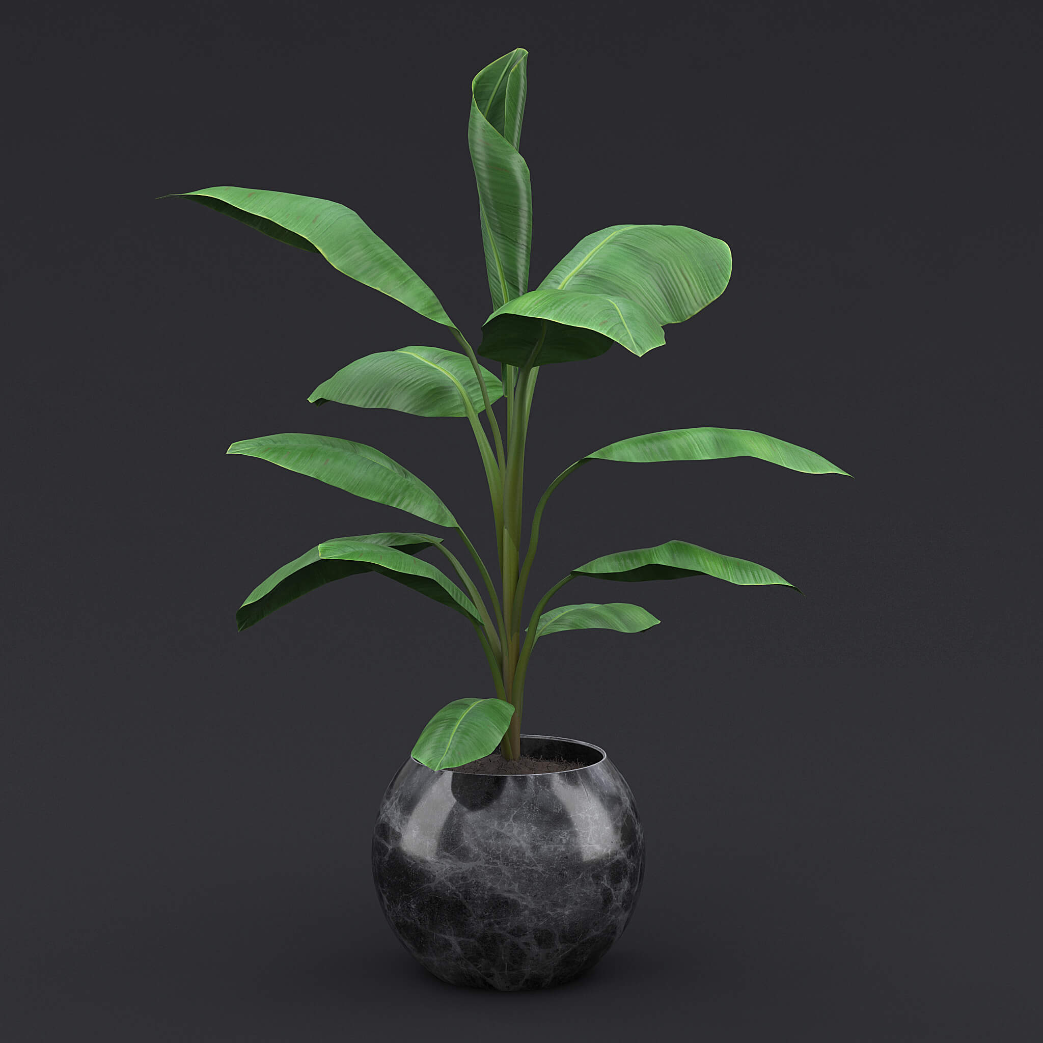 Cavendish Banana Plant II - 3D Model by fusemesh