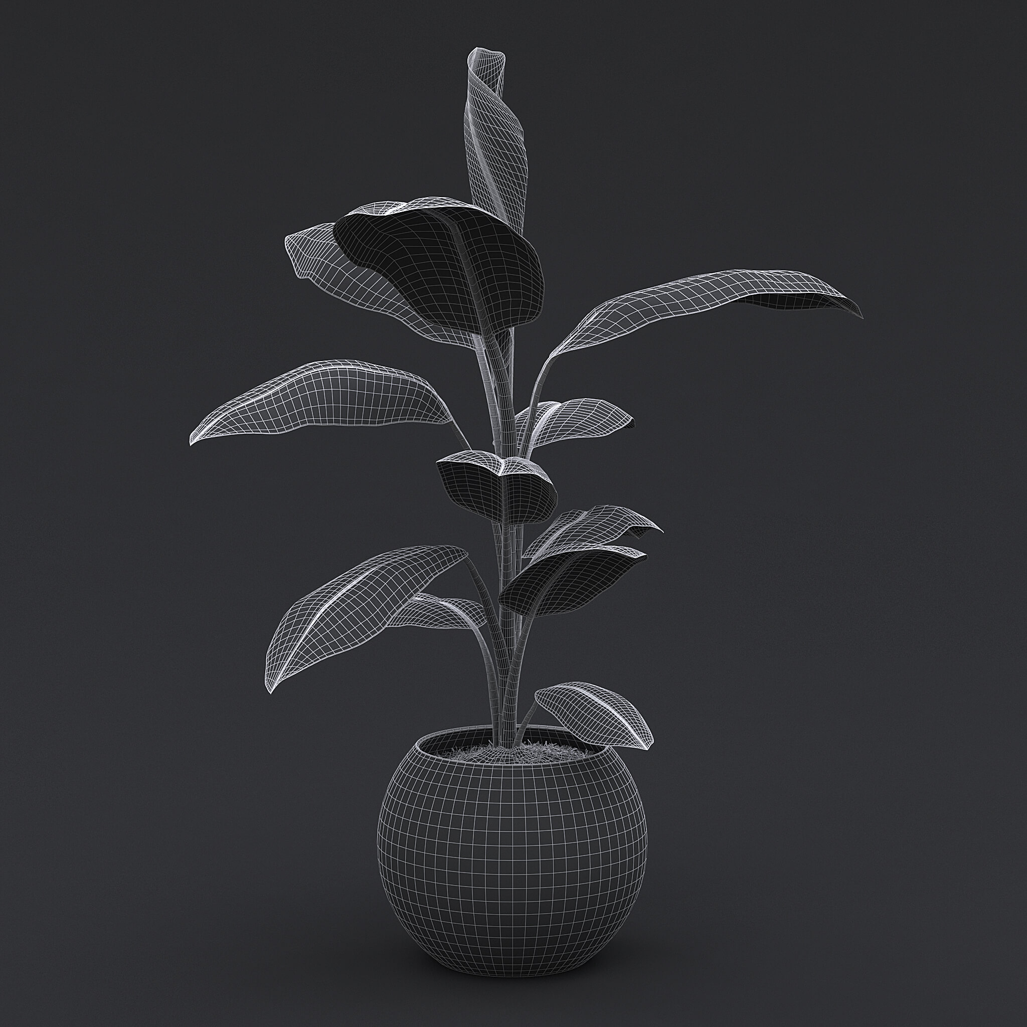 Cavendish Banana Plant II - 3D Model by fusemesh