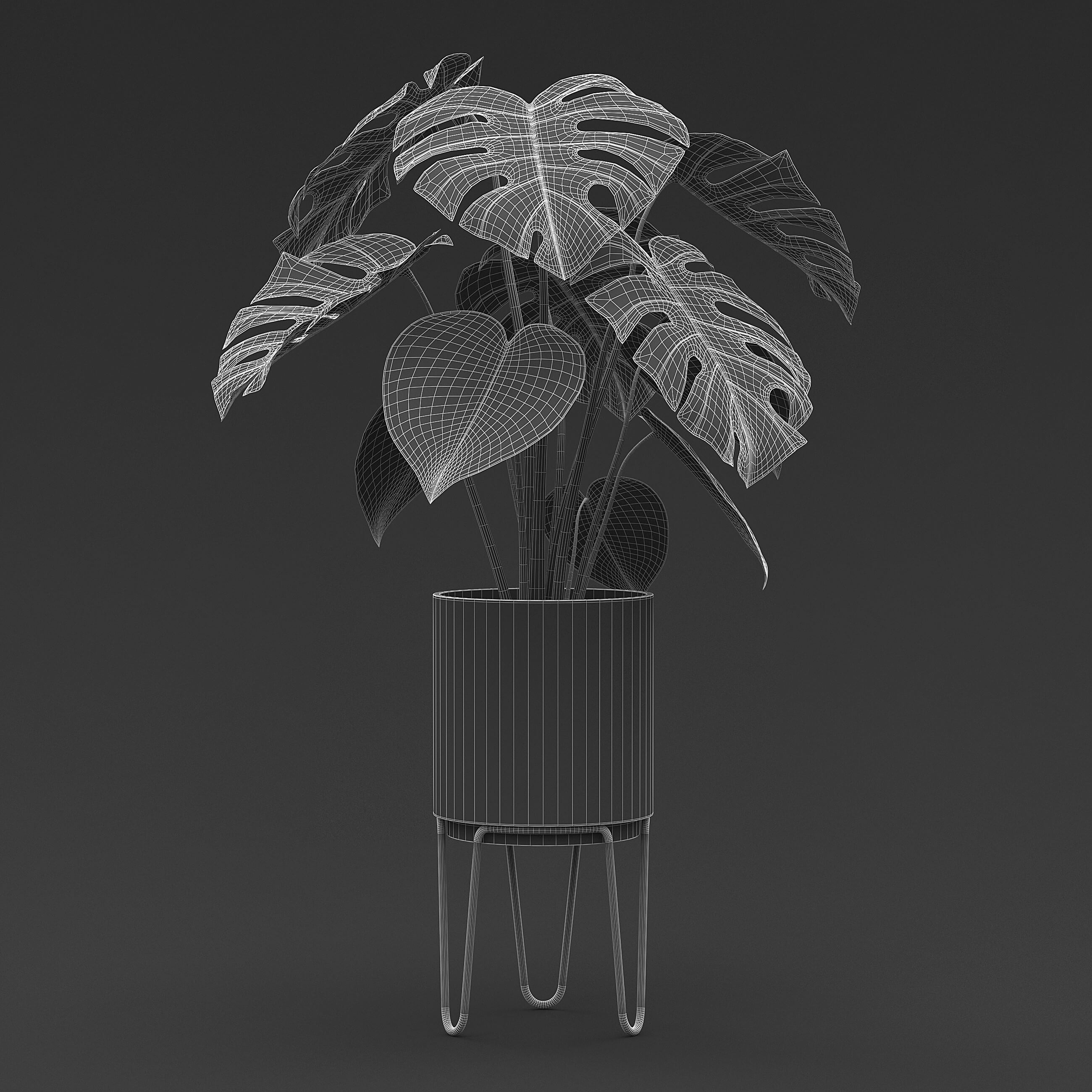 Cheese Plant I - 3D Model by fusemesh