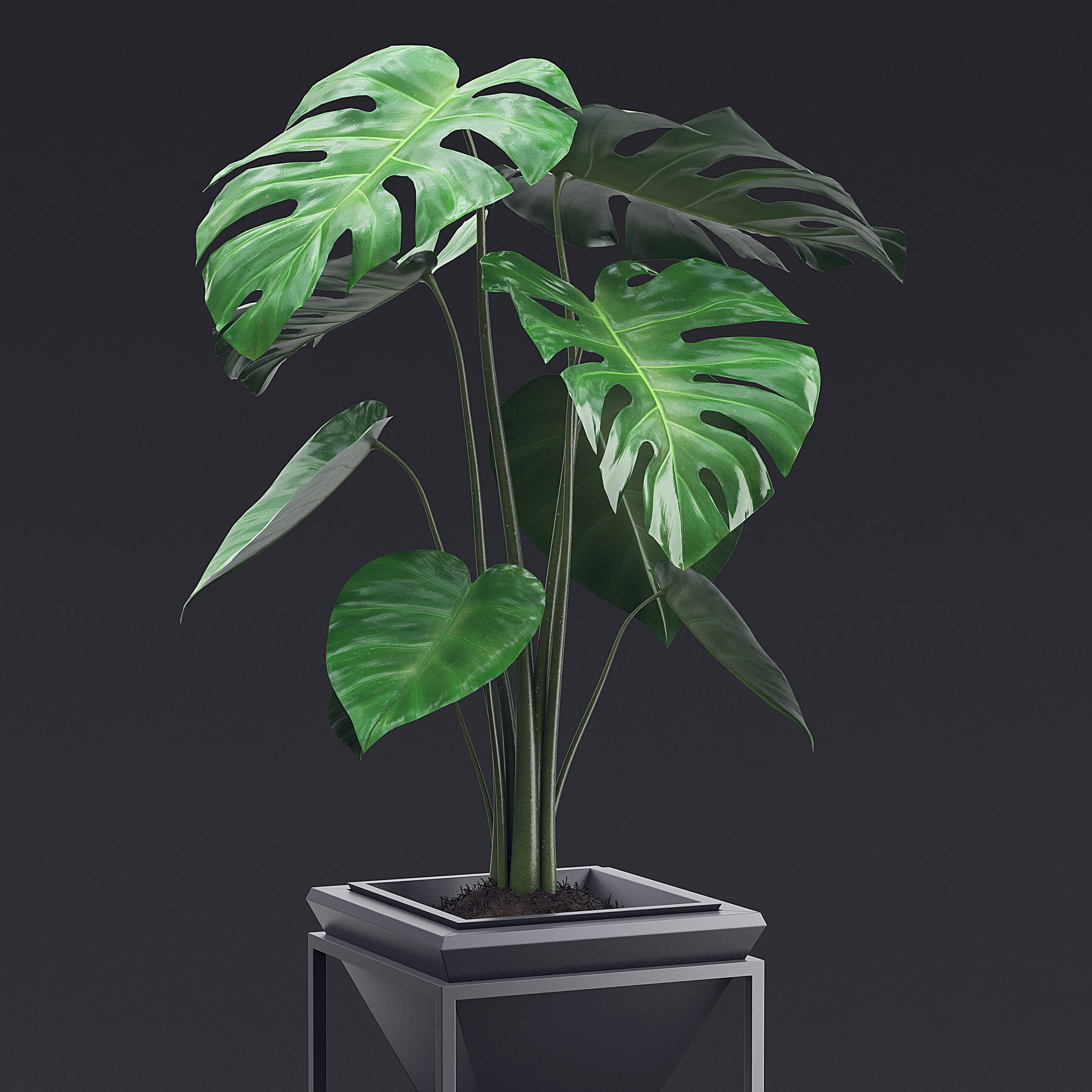 Cheese Plant III - 3D Model by fusemesh