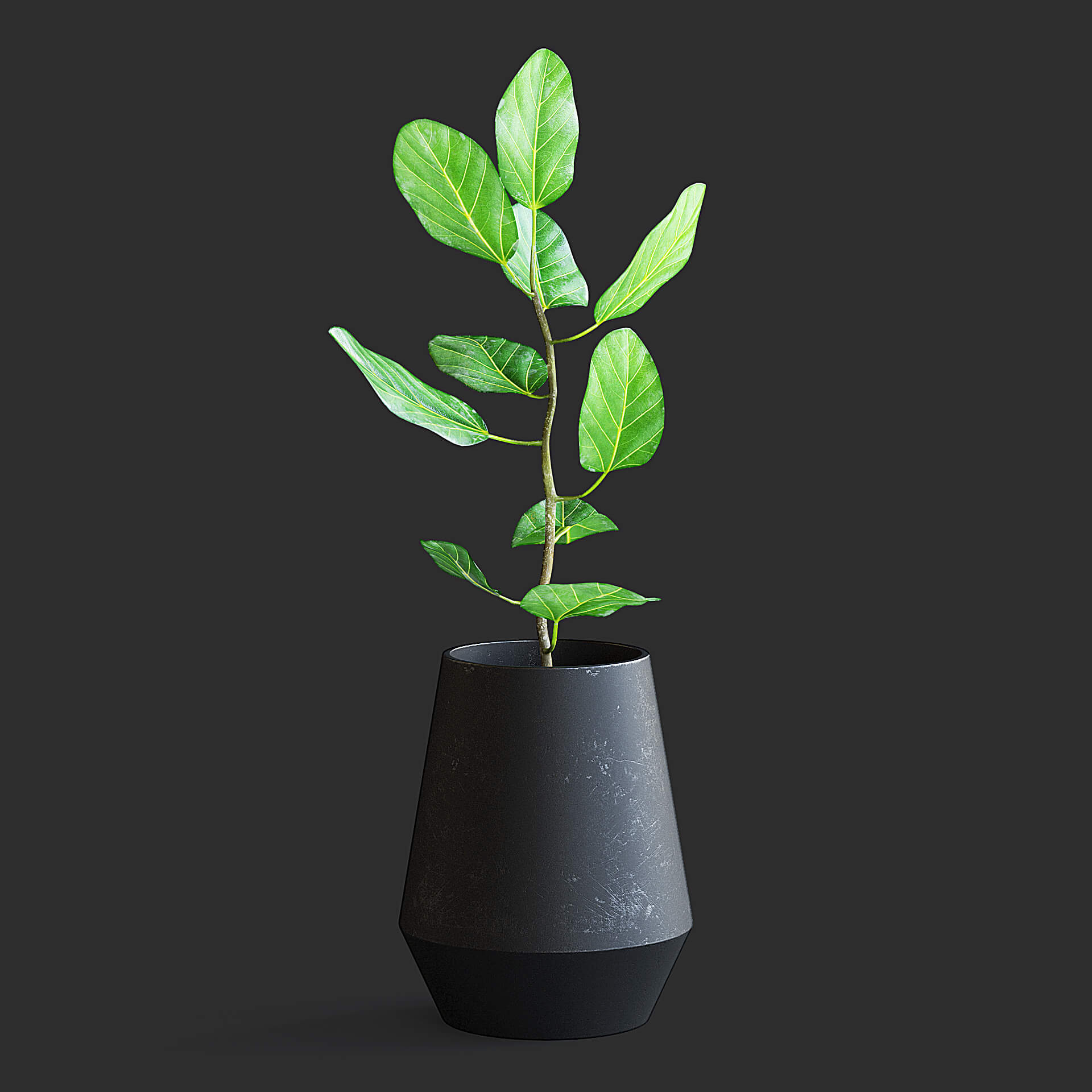 Ficus Plant II - 3D Model by fusemesh