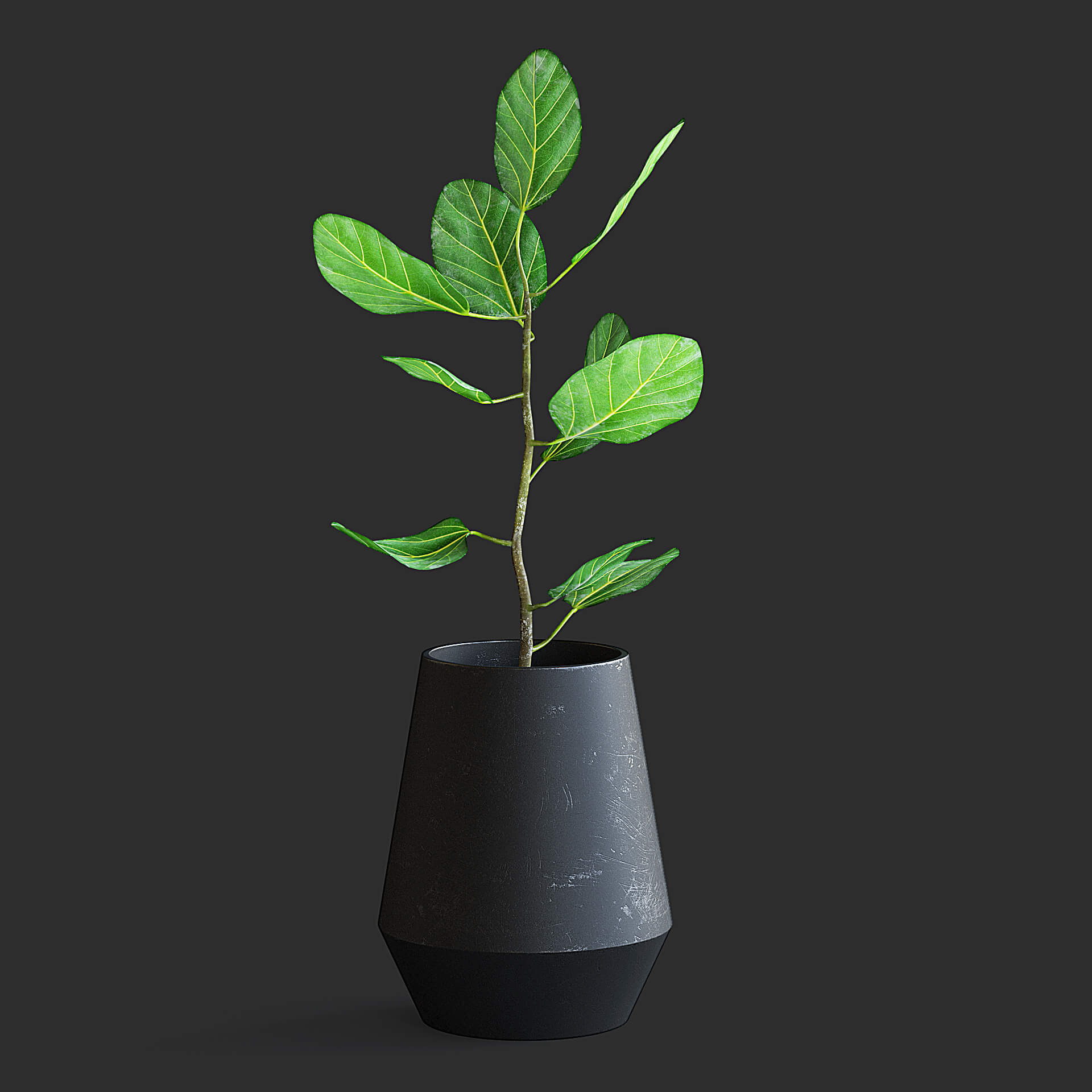 Ficus Plant II - 3D Model by fusemesh