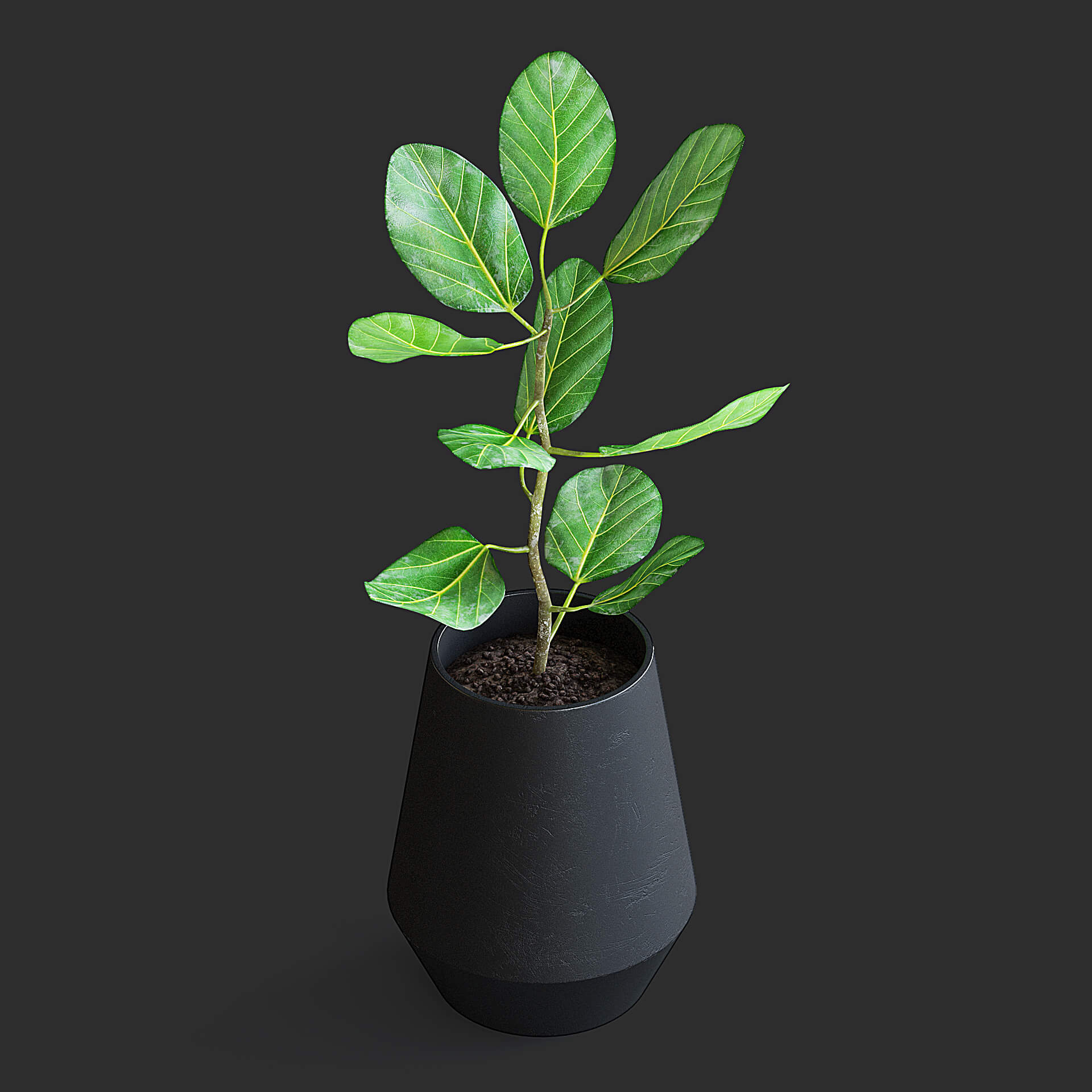 Ficus Plant II - 3D Model by fusemesh
