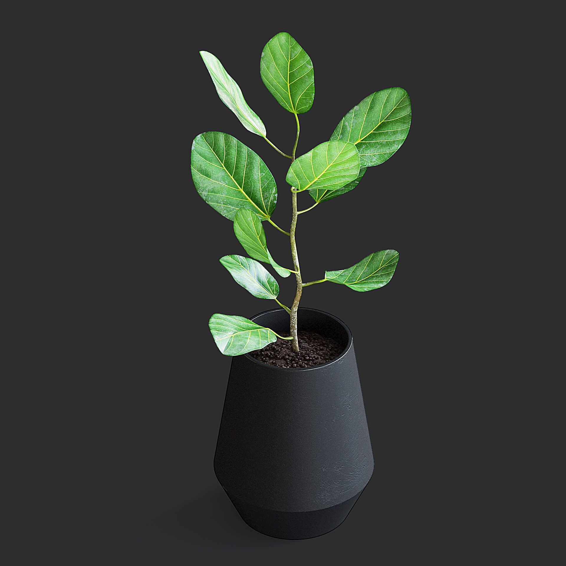 Ficus Plant II - 3D Model by fusemesh