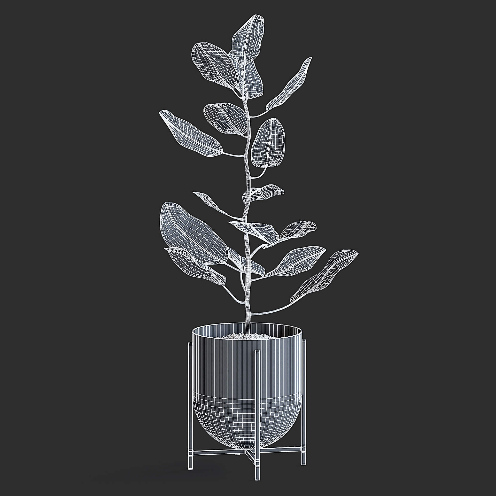Ficus Plant Ficus Plant - 3D Model by fusemesh