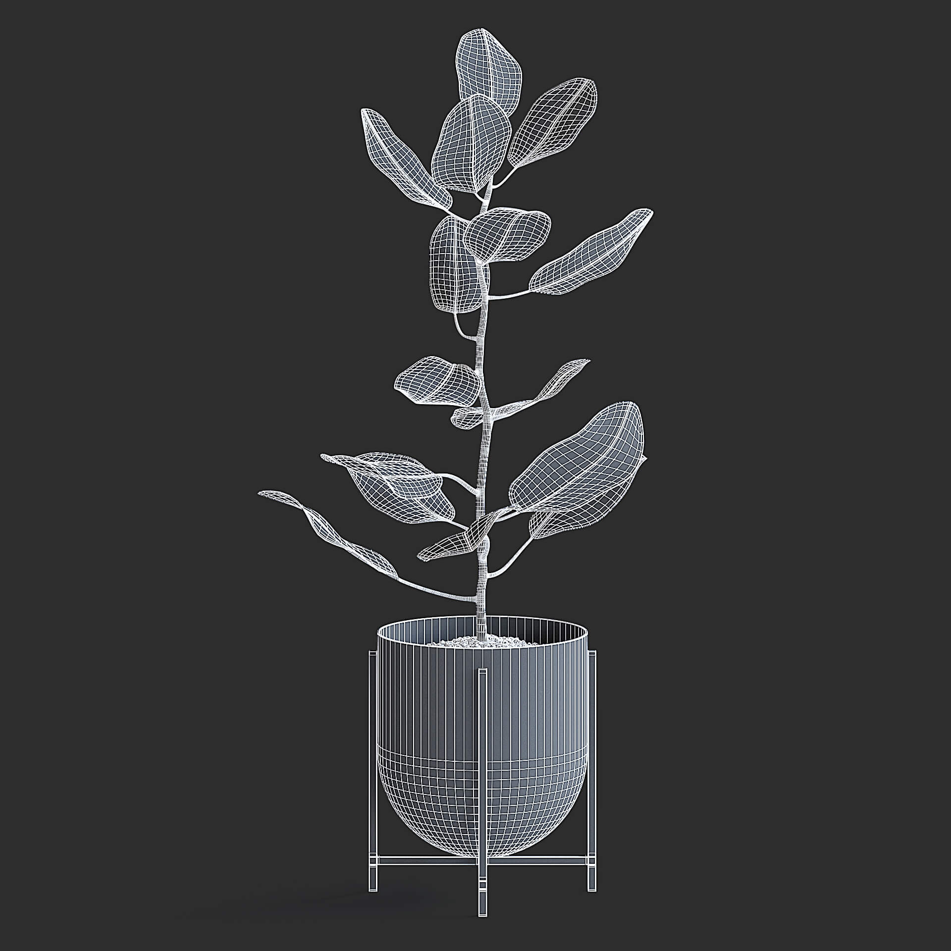 Ficus Plant Ficus Plant - 3D Model by fusemesh