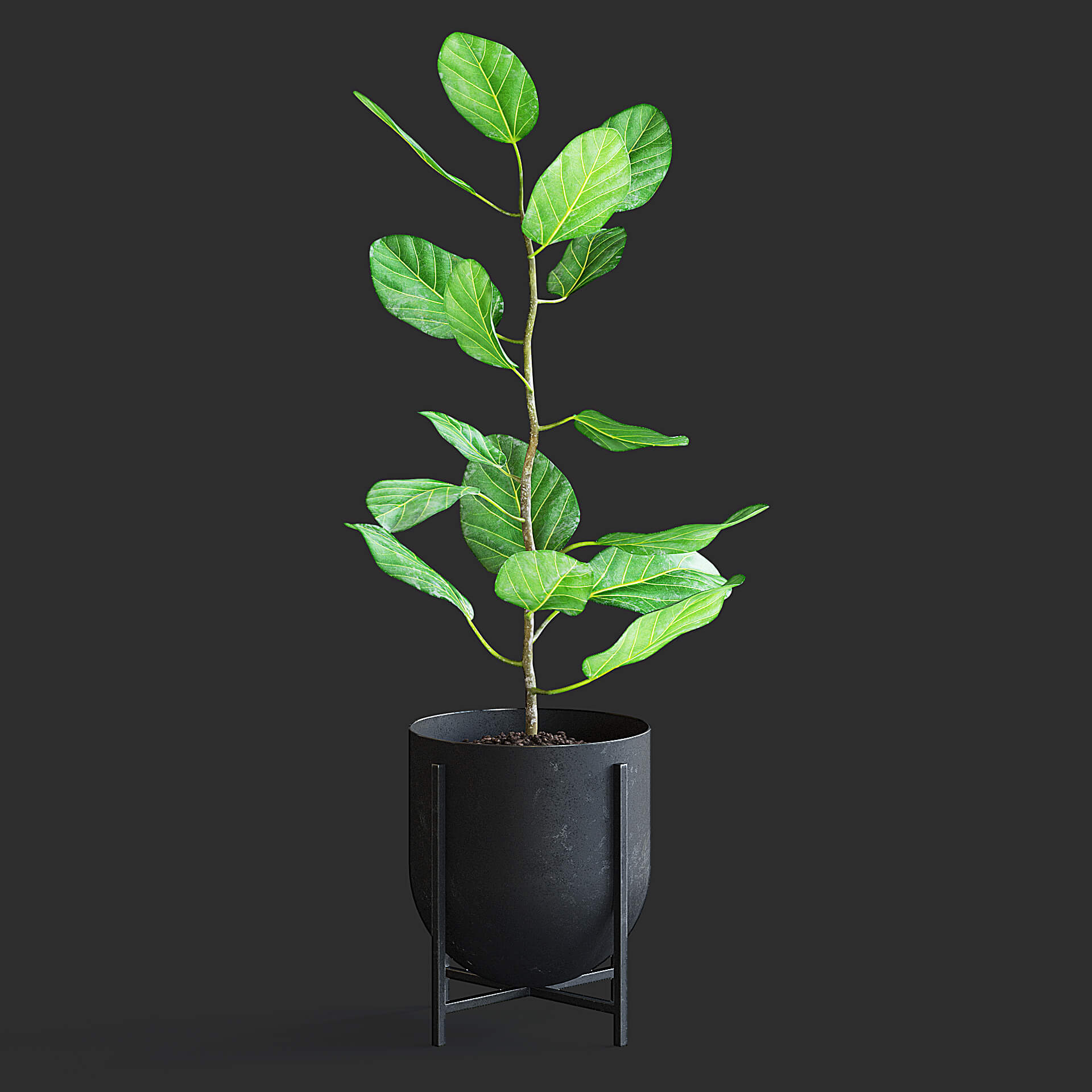 Ficus Plant Ficus Plant - 3D Model by fusemesh