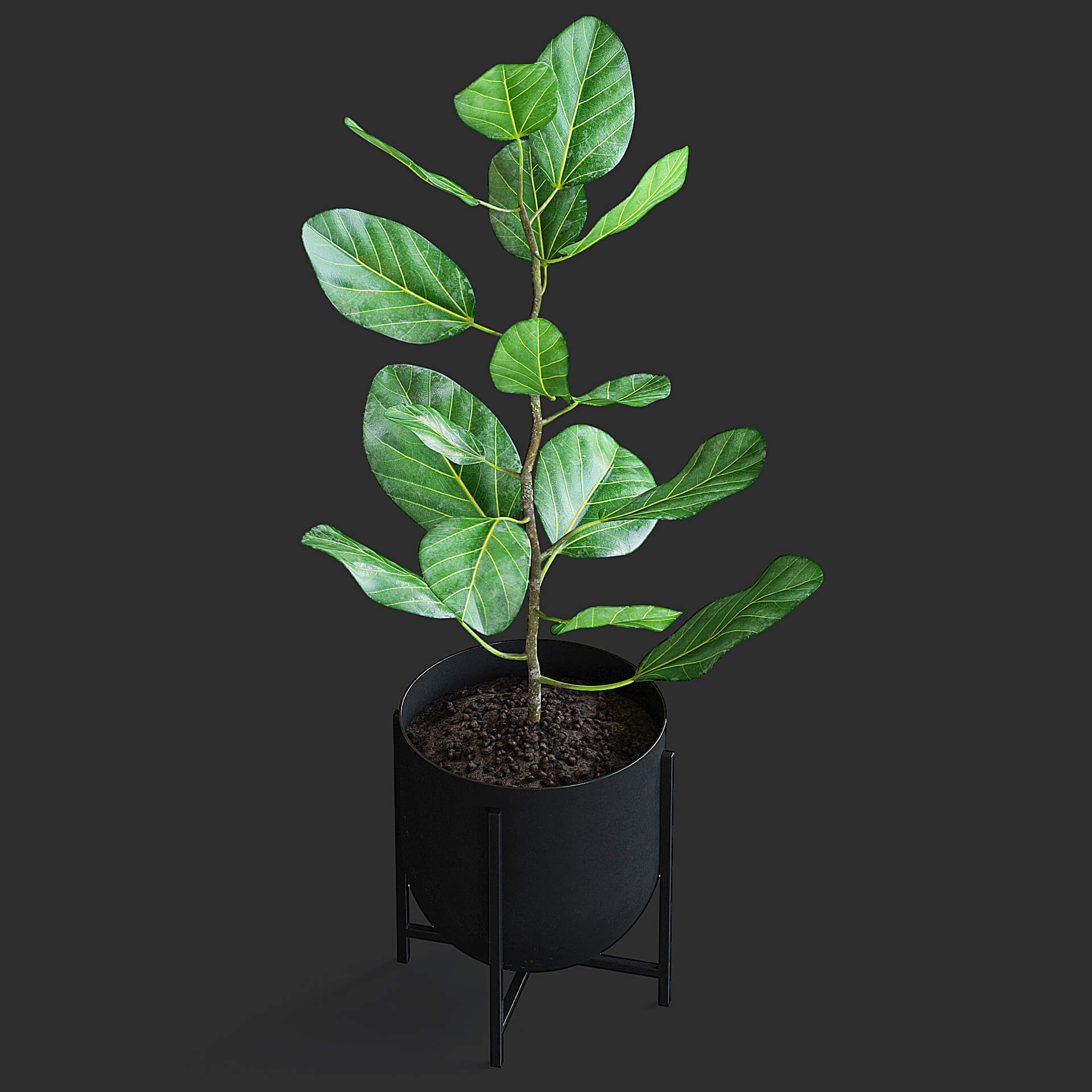 Ficus Plant Ficus Plant - 3D Model by fusemesh