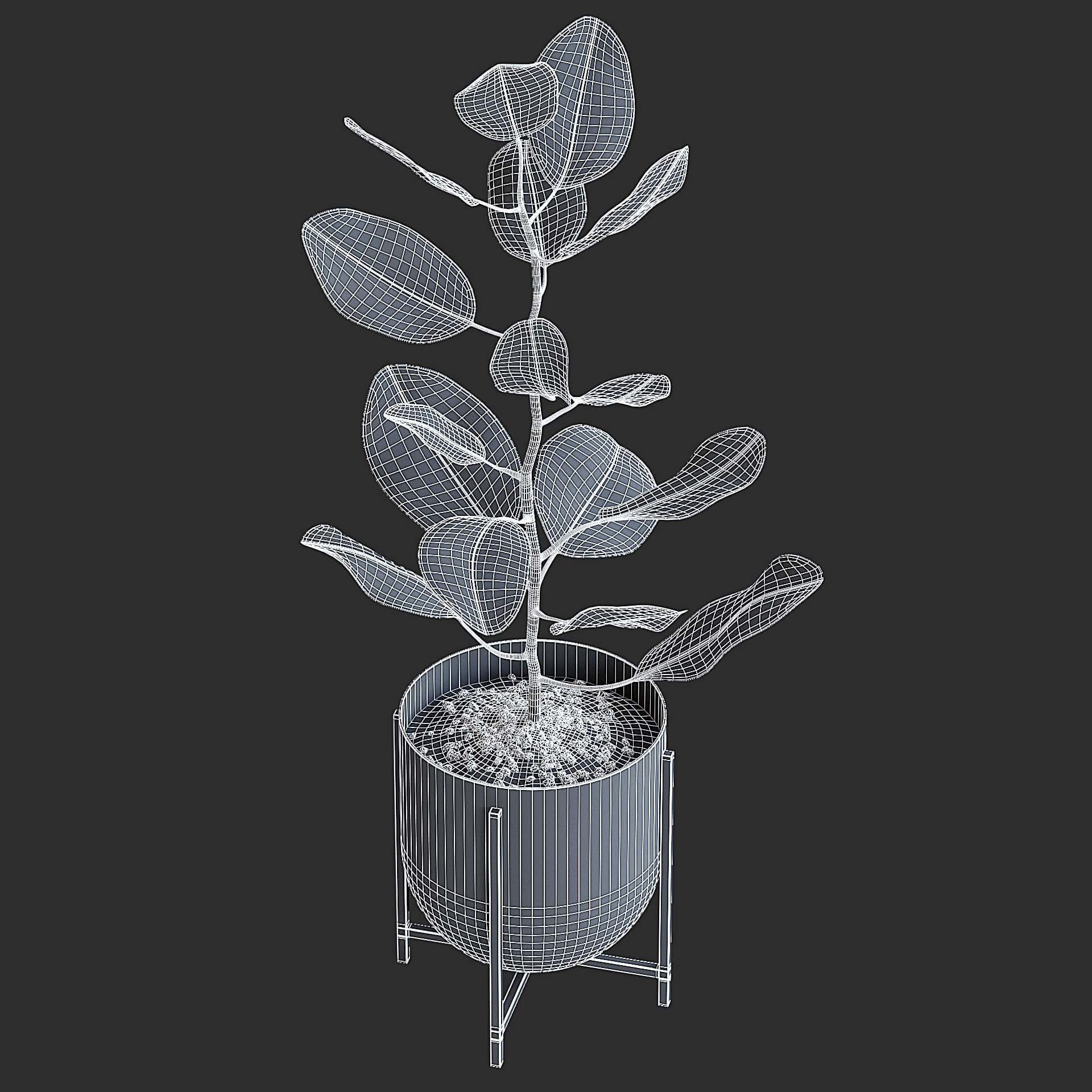 Ficus Plant Ficus Plant - 3D Model by fusemesh