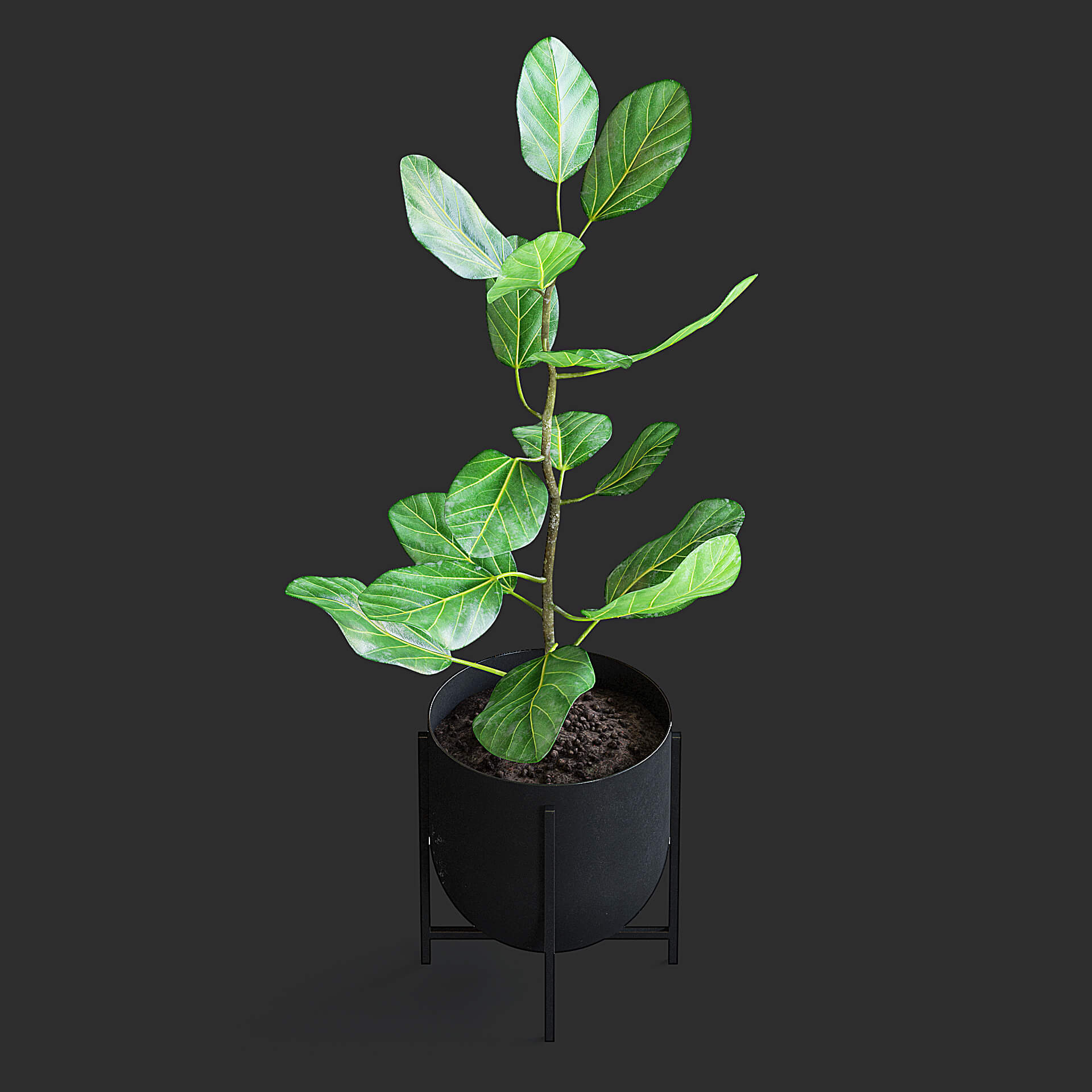Ficus Plant Ficus Plant - 3D Model by fusemesh