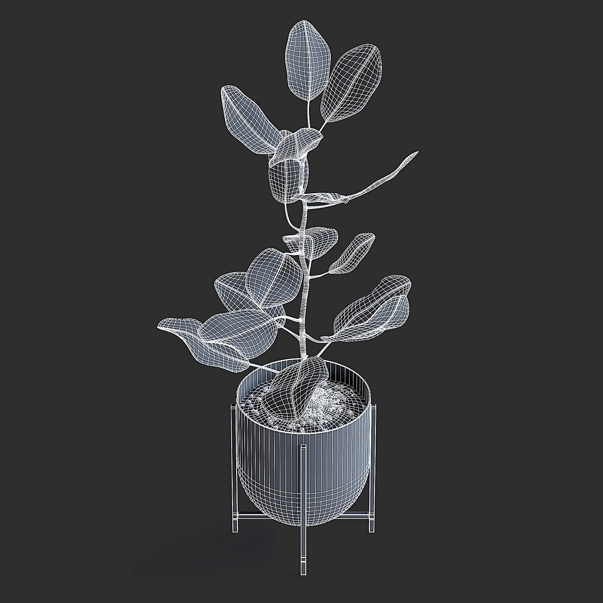 Ficus Plant Ficus Plant - 3D Model by fusemesh