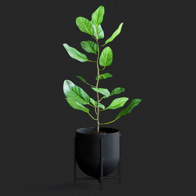 Ficus Plant Ficus Plant - 3D Model by fusemesh